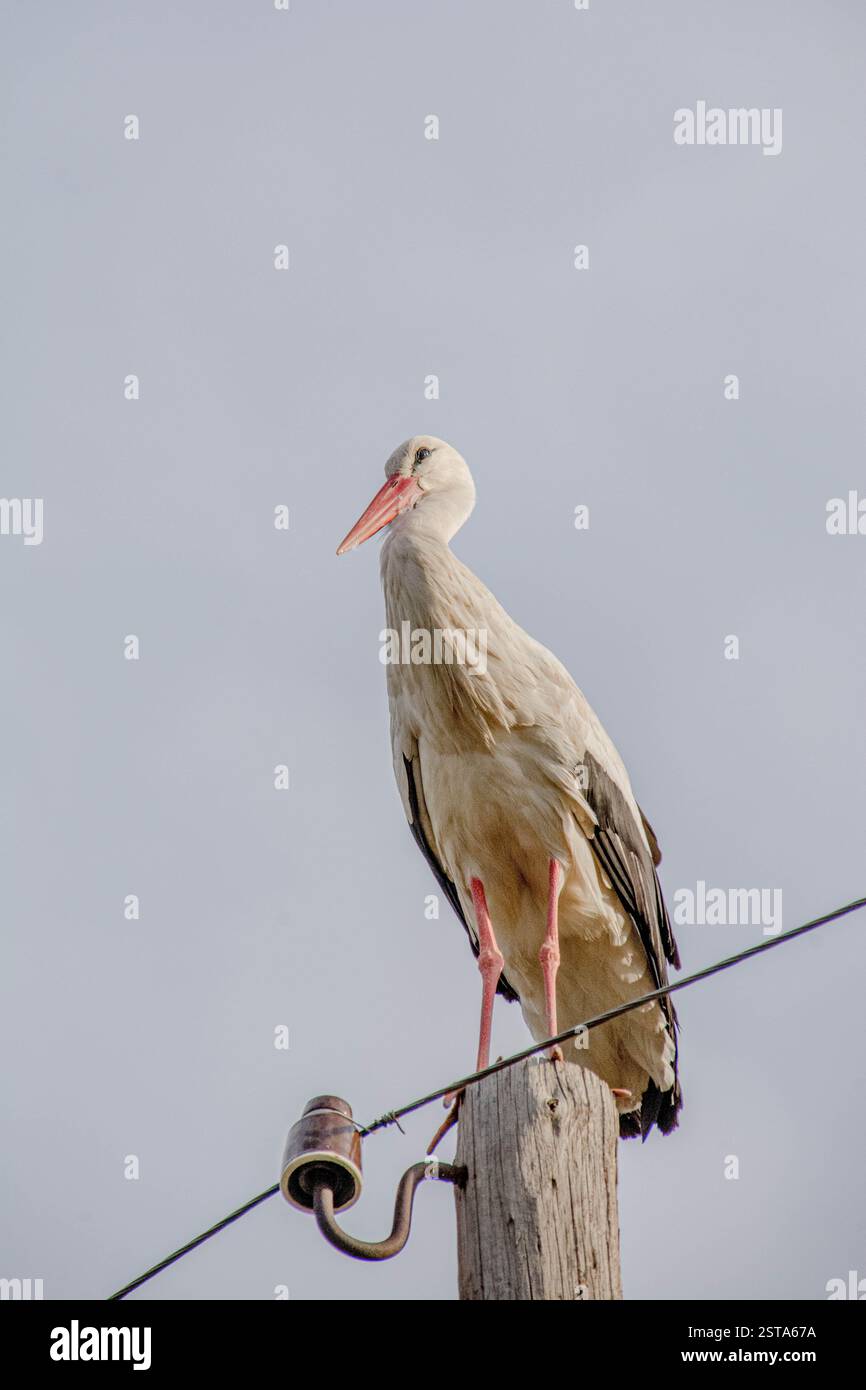 White stork on a pole. Stork in the wild. Beautiful birds. Wild birds ...