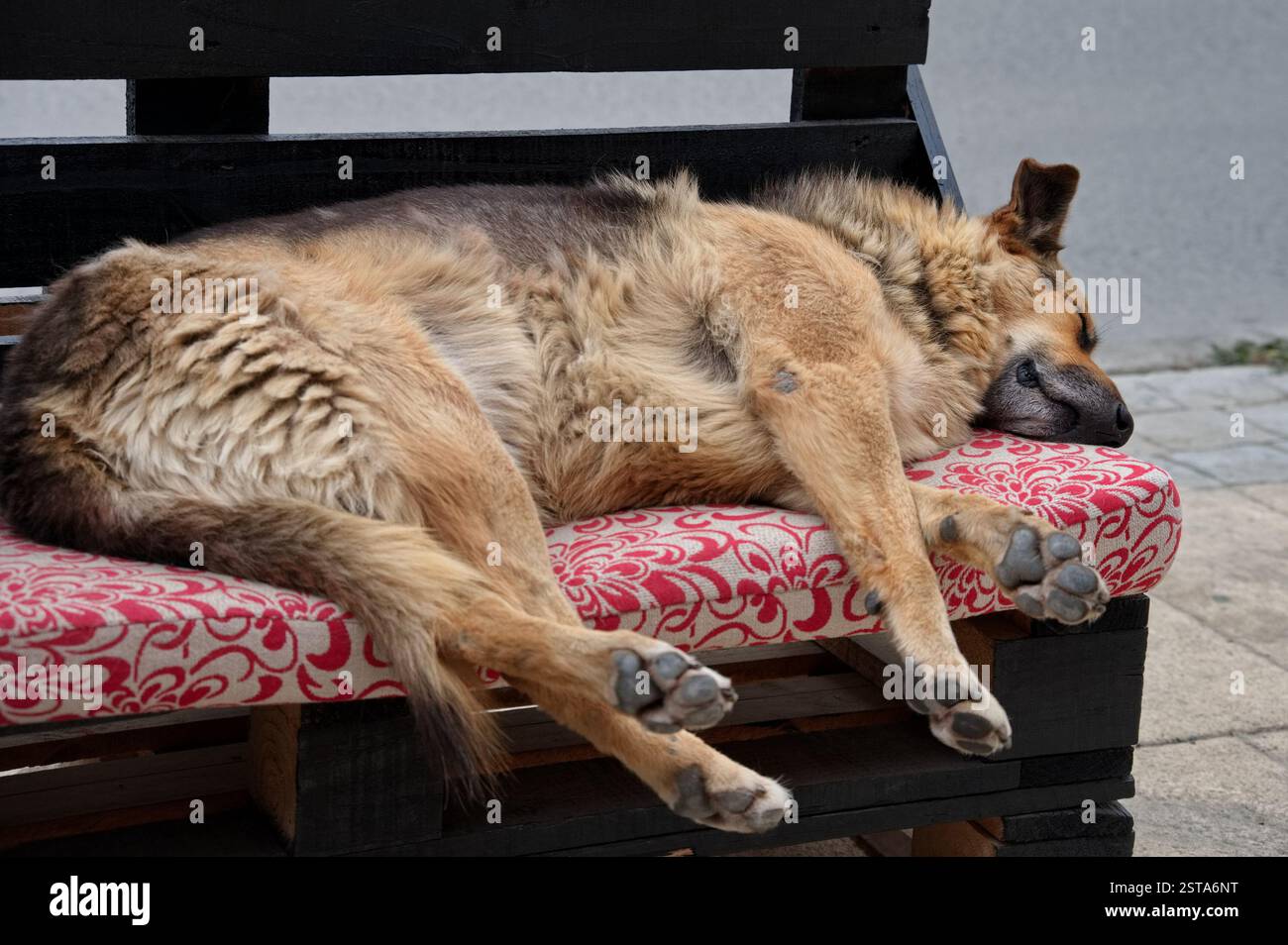 Sleeping dog on park bench hi-res stock photography and images - Alamy