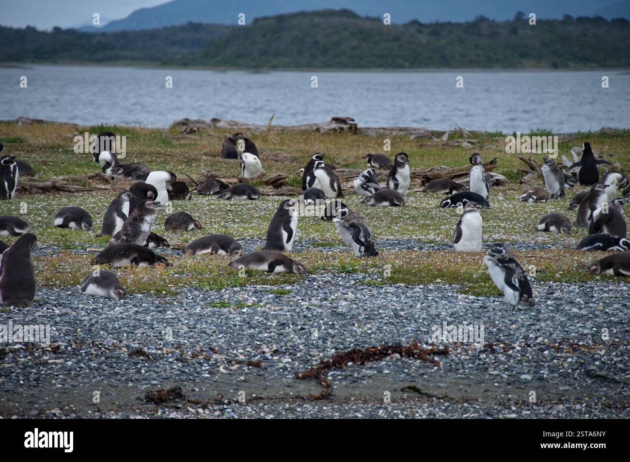 Group of penguins on an islet in Beagle Channel, Patagonia Stock Photo ...
