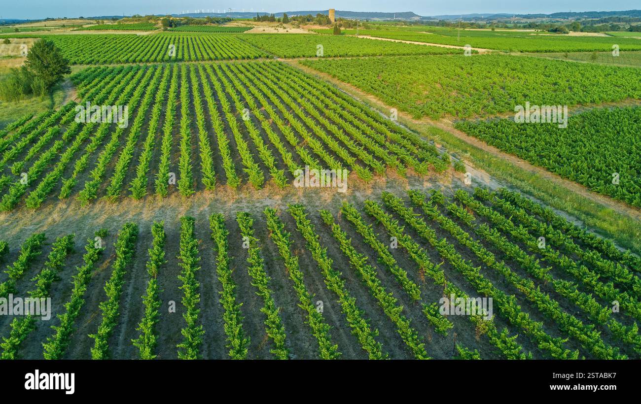 Aerial top view of vineyards landscape from above background, South ...