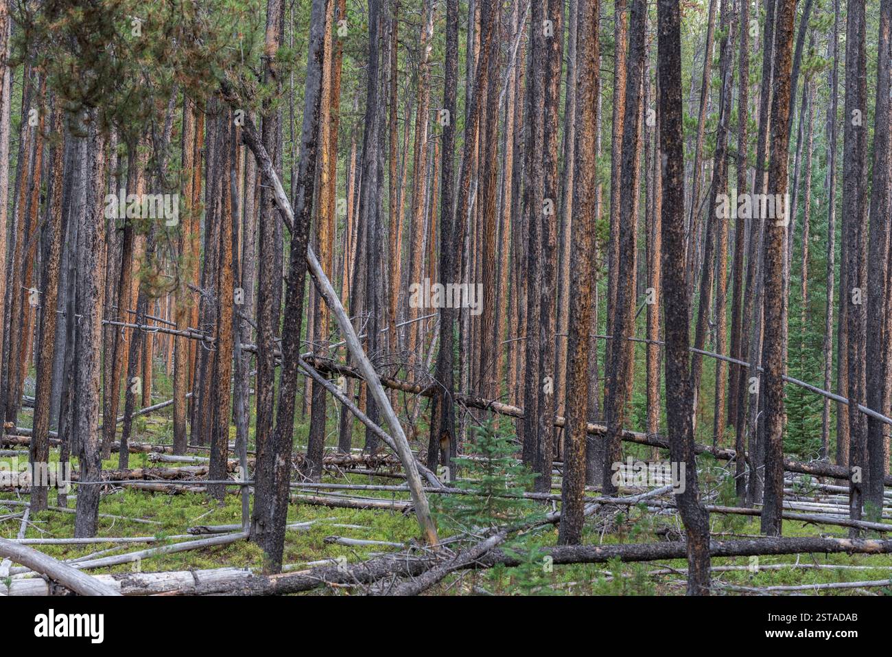 Lodgepole pine forest hi-res stock photography and images - Alamy