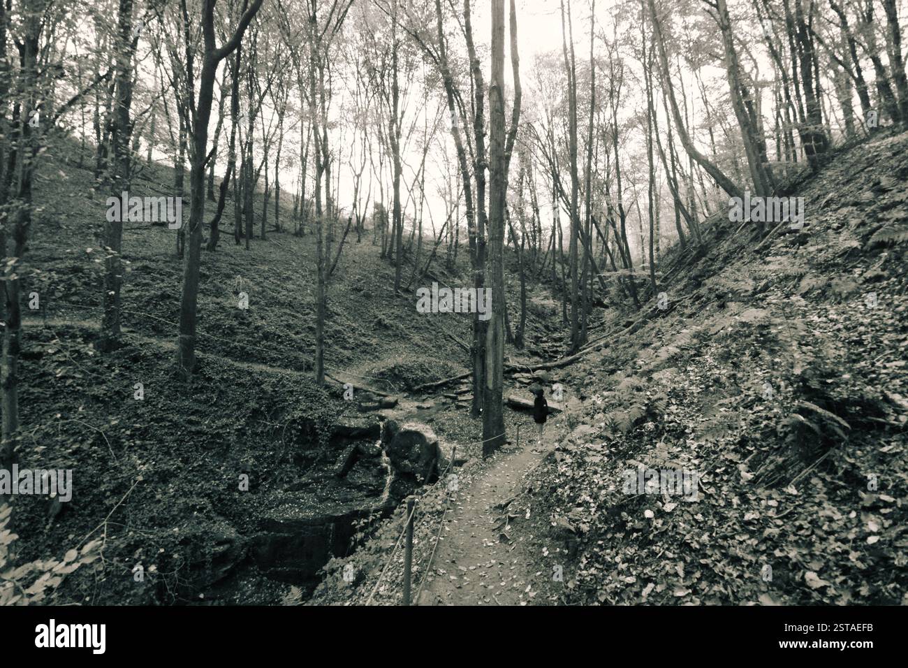 Beautiful rocky forest landscape at the Margaret Gorge in Neckargerach ...