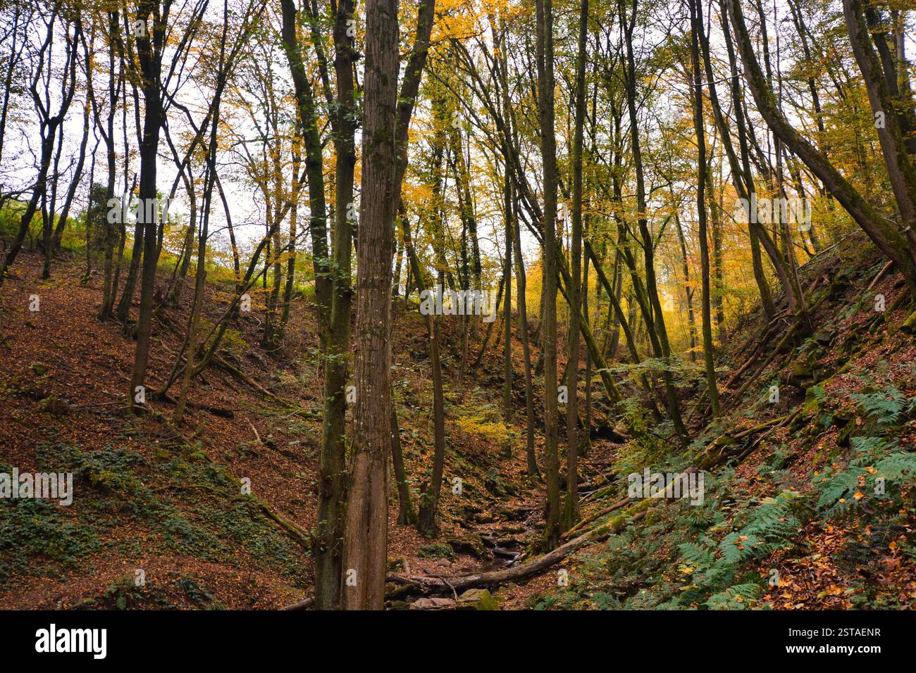 Beautiful rocky forest landscape at the Margaret Gorge in Neckargerach ...