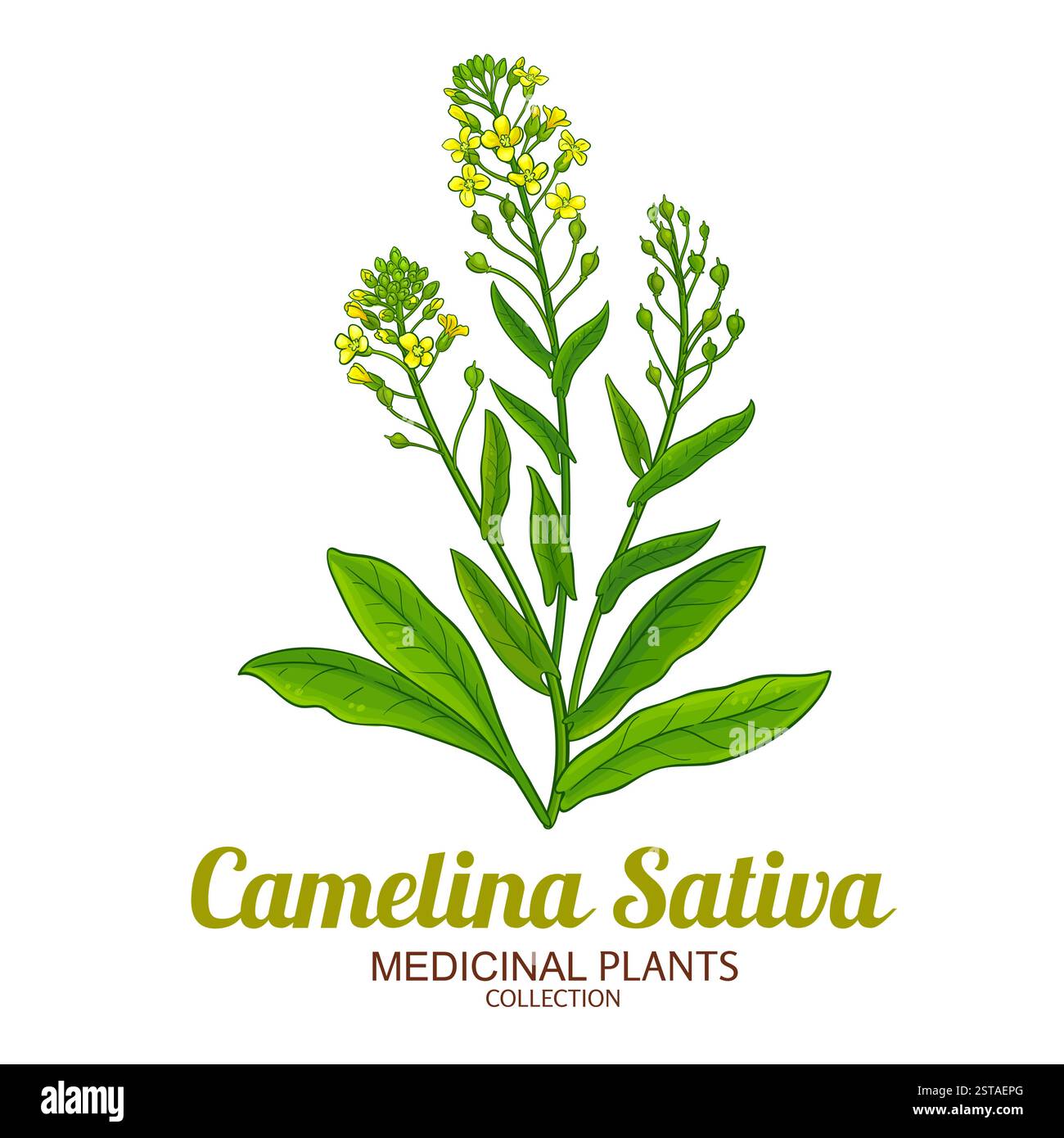 Camelina Sativa Plant Colored Illustration Stock Vector Image & Art - Alamy