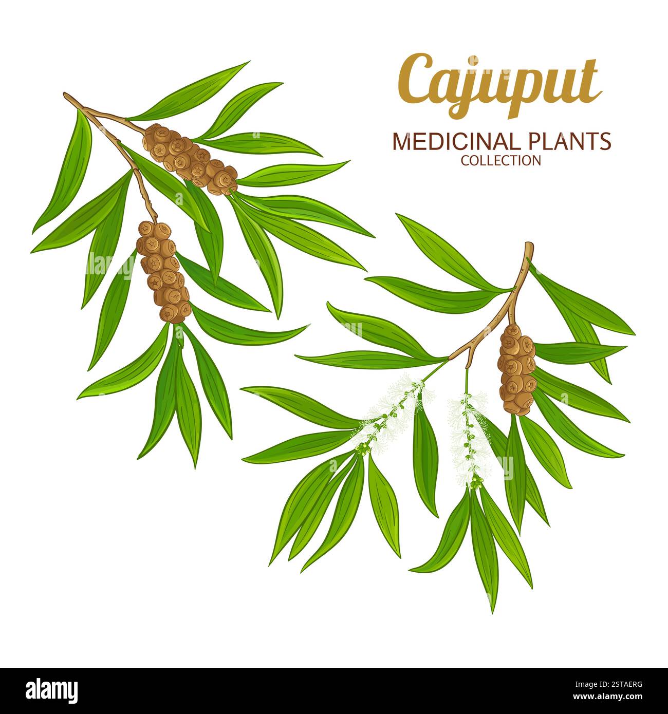 Cajuput Branch Colored Detailed Illustration Stock Vector Image & Art ...