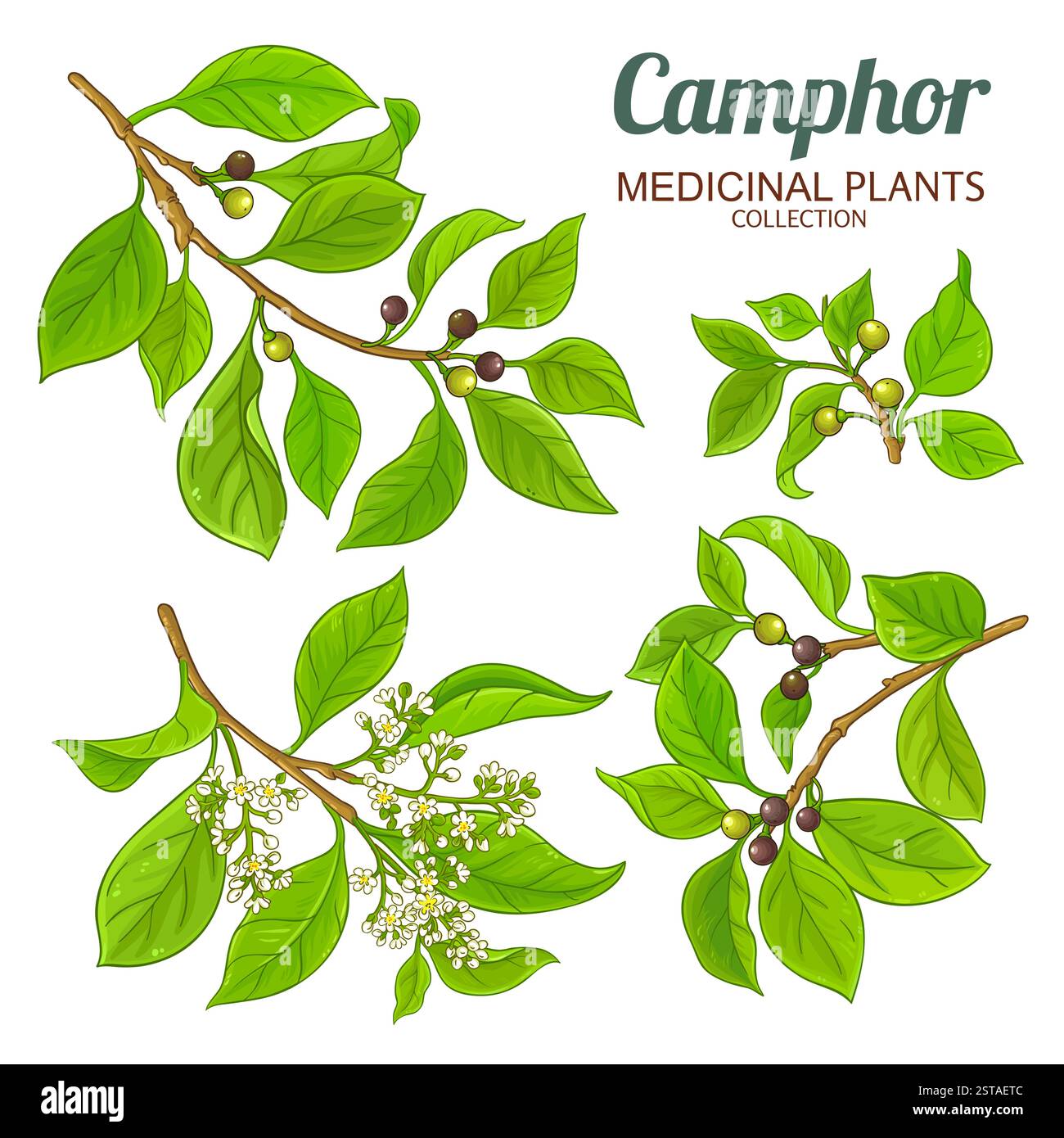 Camphor Branch Colored Detailed Illustration Stock Vector Image & Art ...