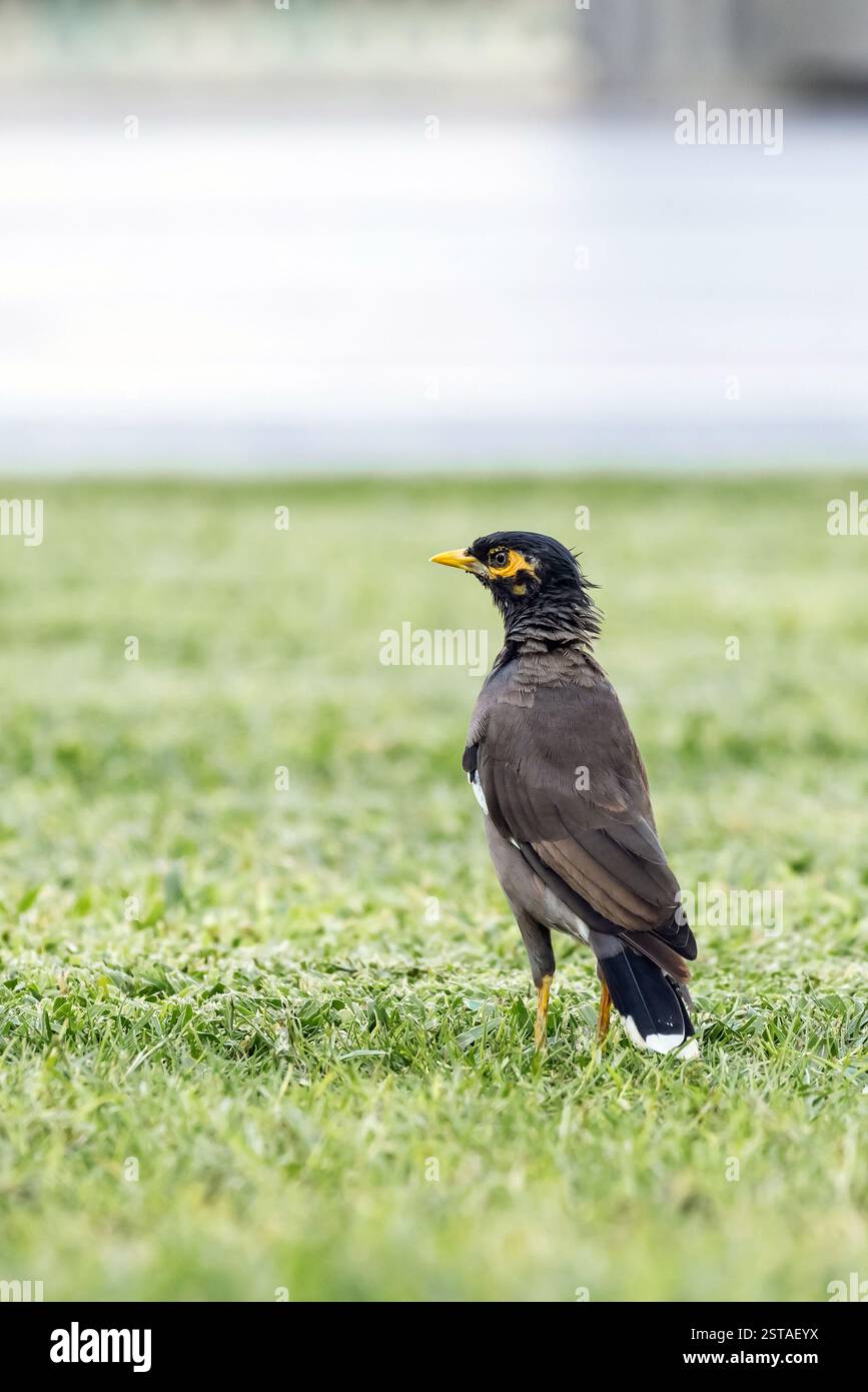 Funny common myna stands on a green lawn, Indian myna side view ...