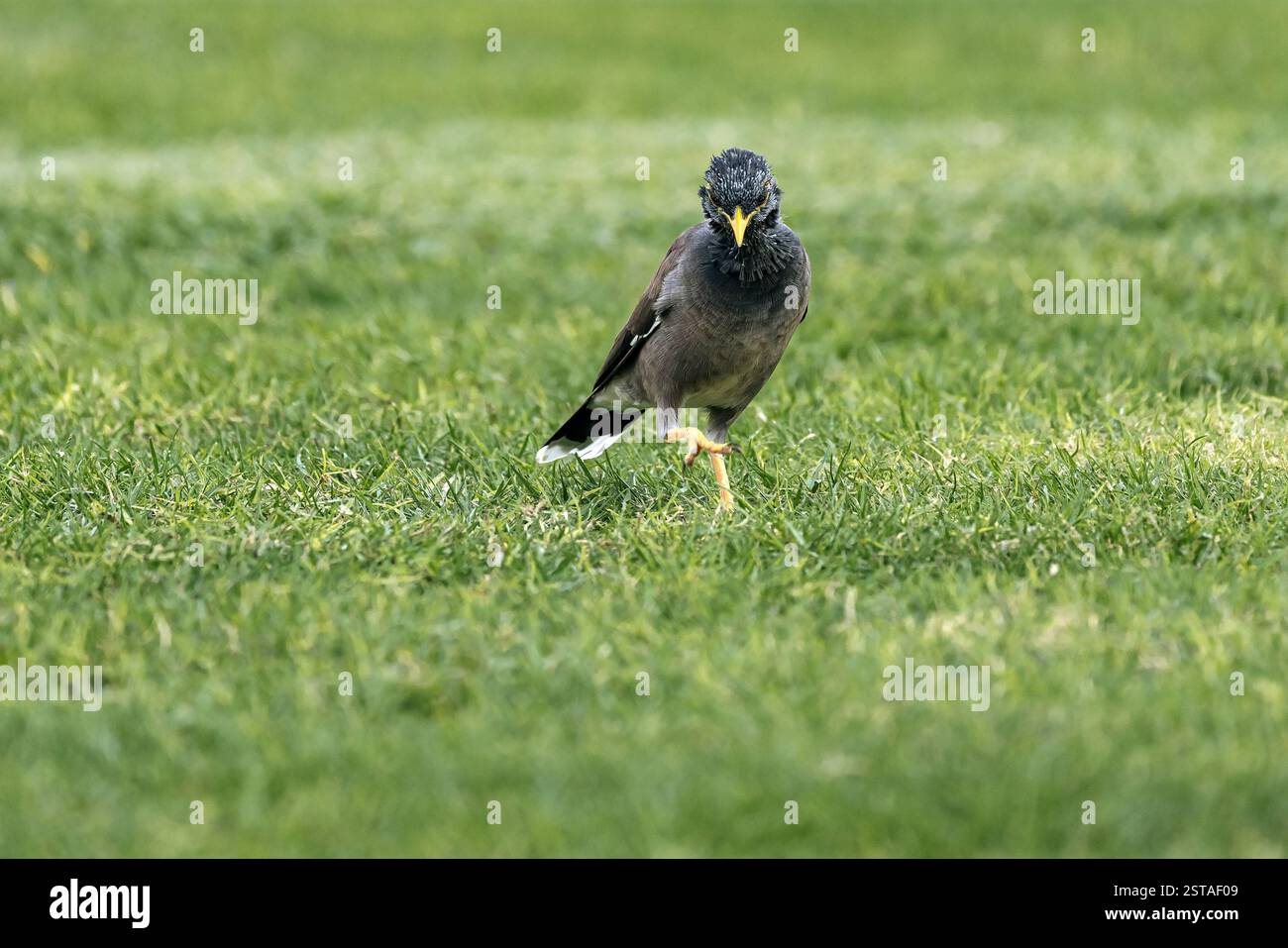 Funny common myna walks on a green lawn, Indian myna side view ...