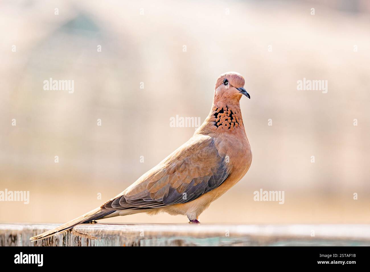 laughing dove, Spilopelia senegalensis, small pigeon close up, pink ...