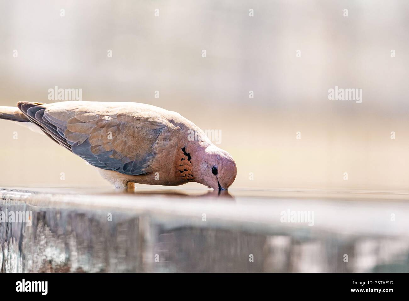 laughing dove, Spilopelia senegalensis, small pigeon drink water from ...