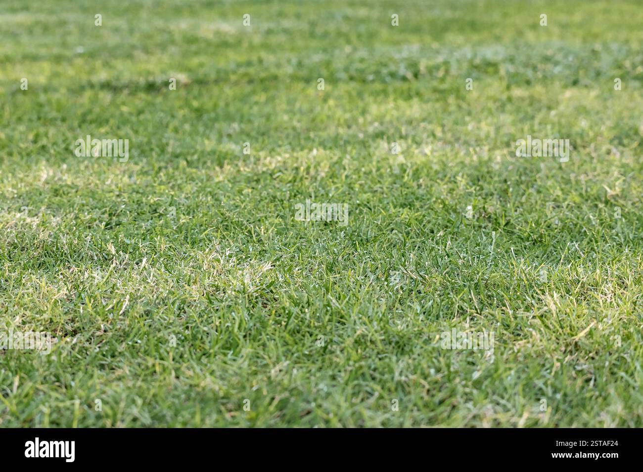 Green mown lawn, natural grass background Stock Photo - Alamy