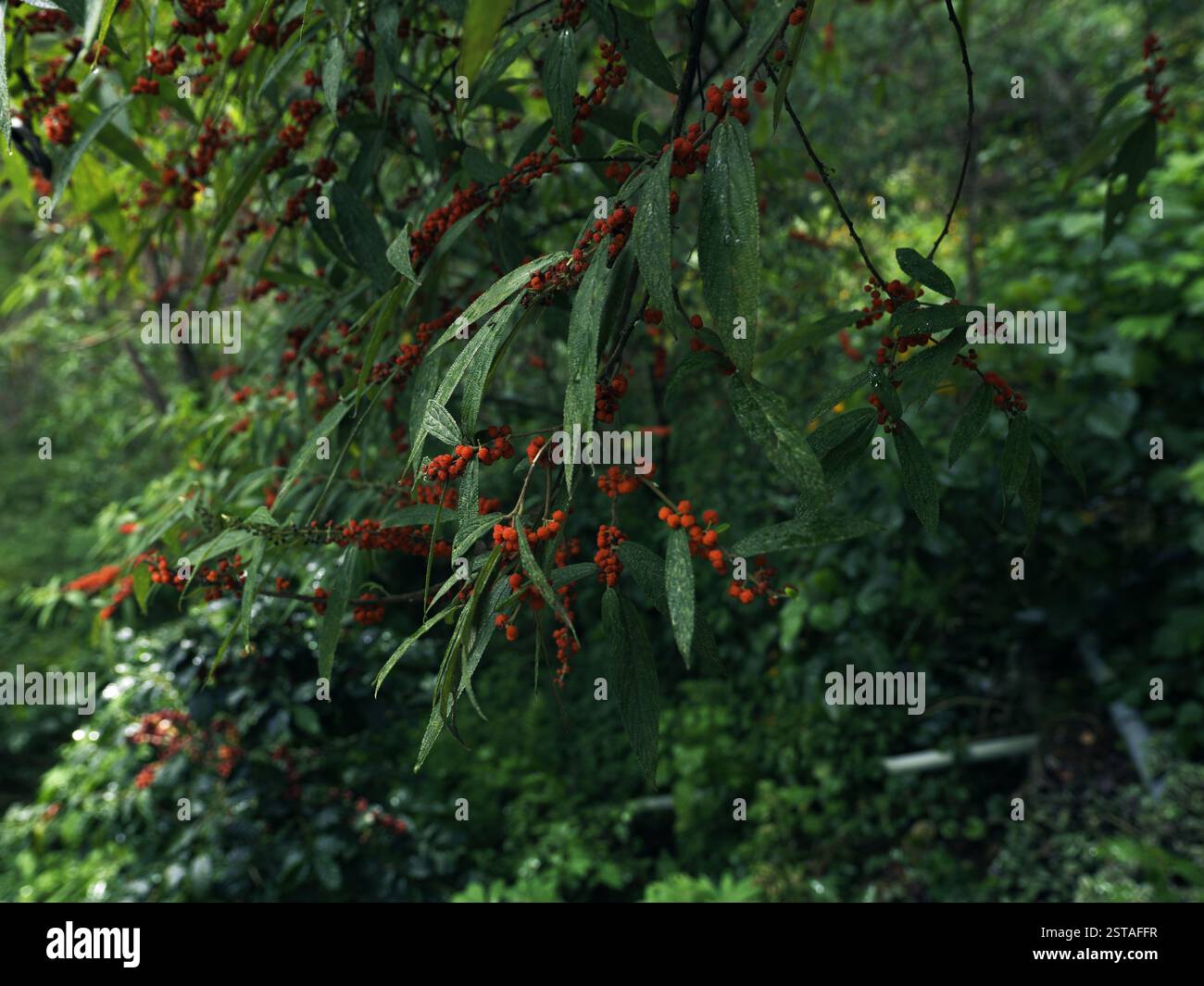 Crimson Berries in the Woods Stock Photo - Alamy