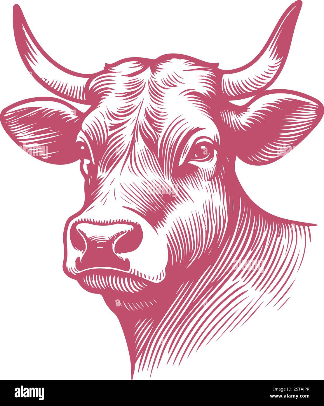 Artistic etched illustration of a bull's head, showcasing fine linework ...