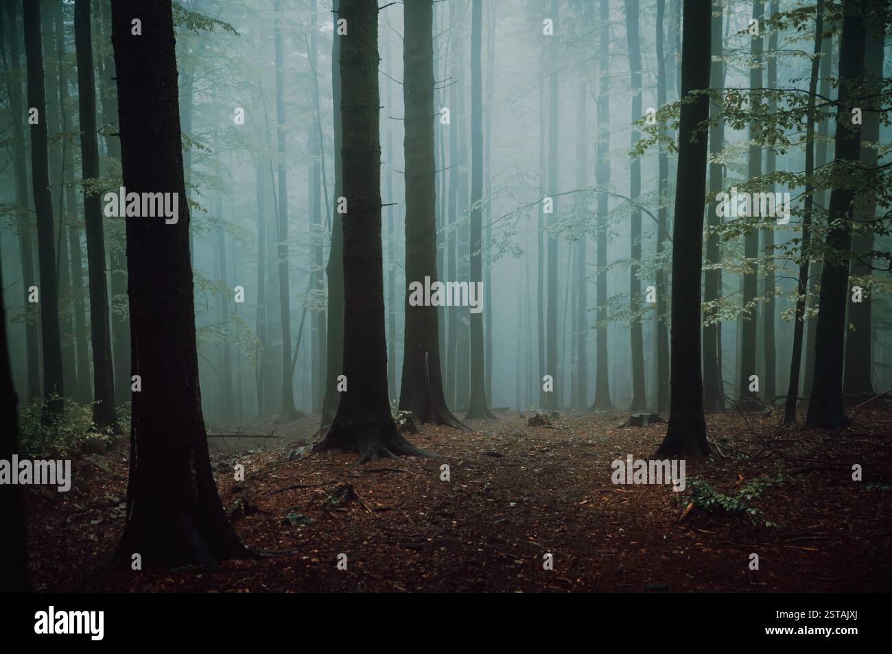 Dark green nature after the rain. Mist in the Melancholic Forest Stock ...