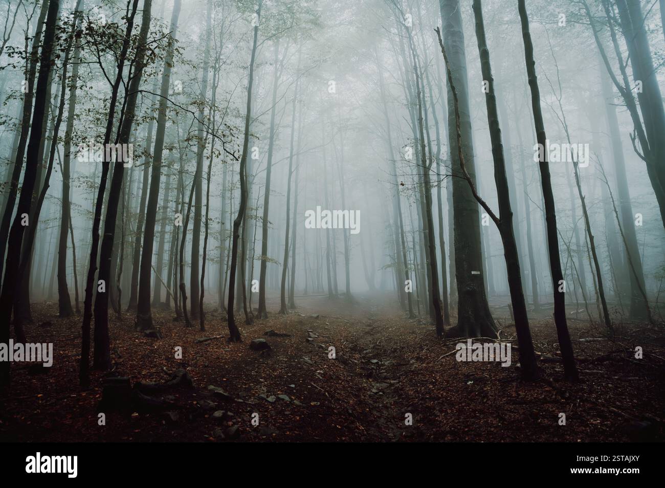 Gloomy misty forest in the Depressing autumn evening. Trees shadows ...