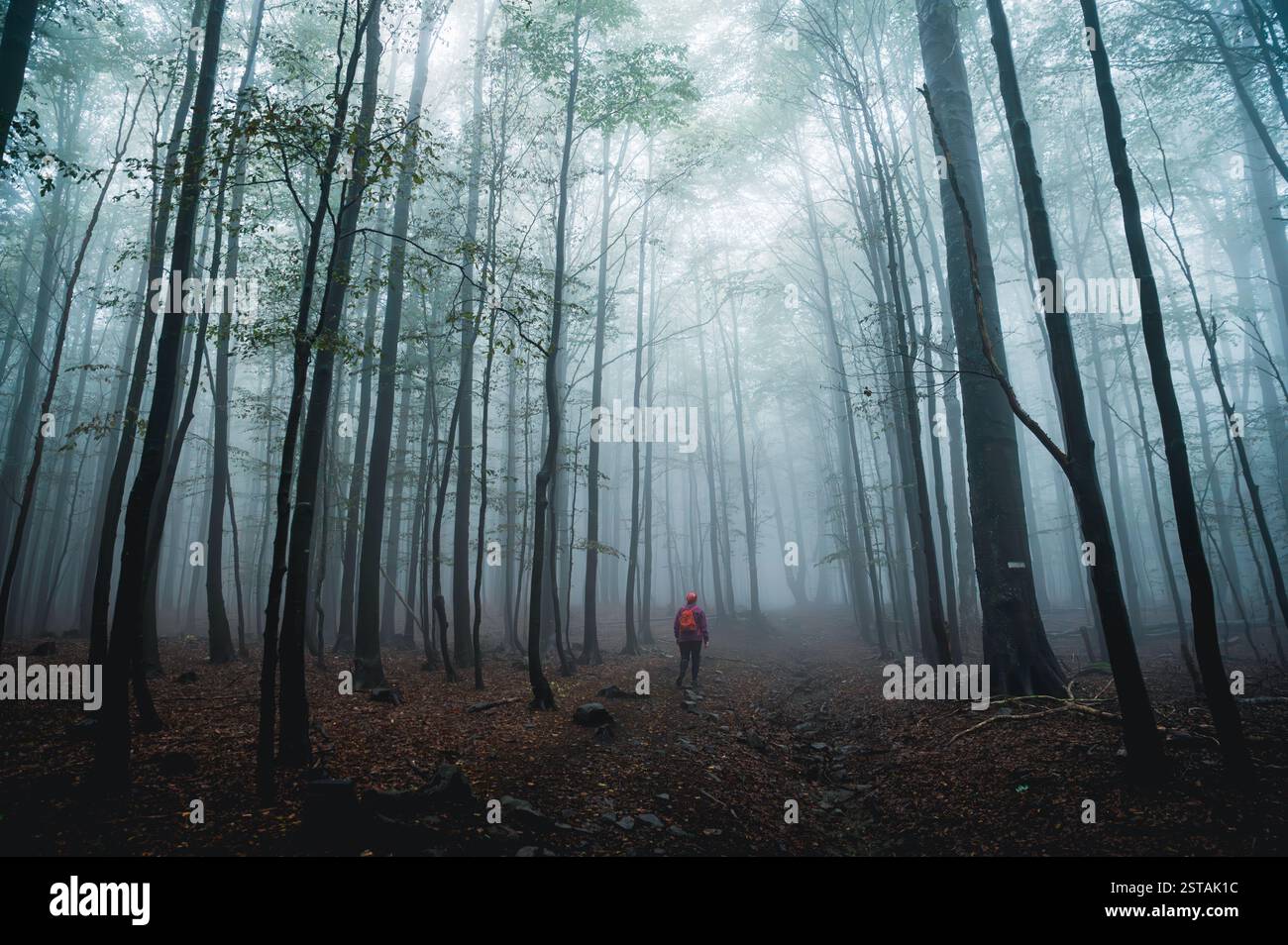 Female hiker in Depressing and Dark summer misty forest Stock Photo - Alamy