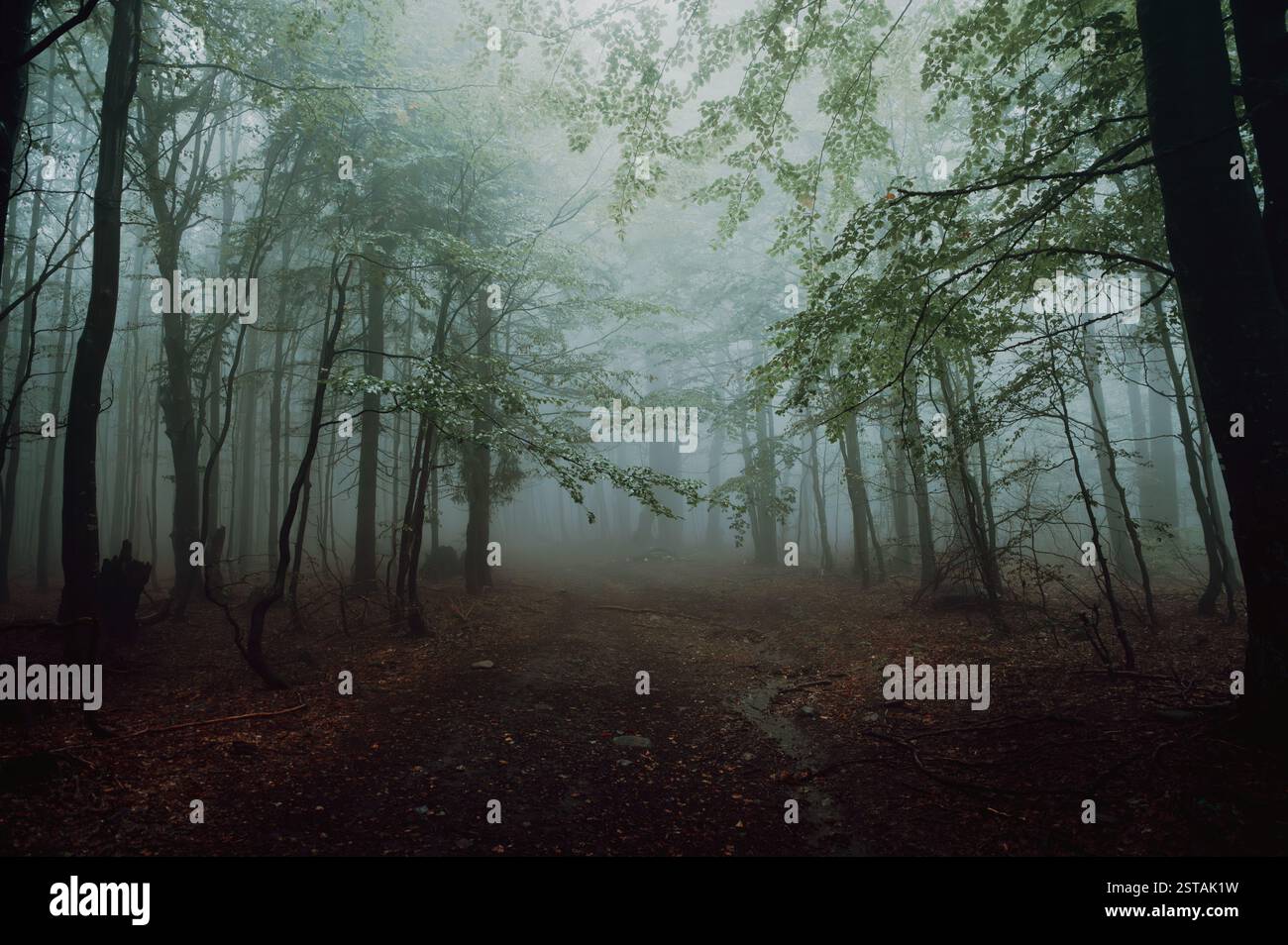 Gloomy green misty forest after the rain. The mist swallows the trees ...