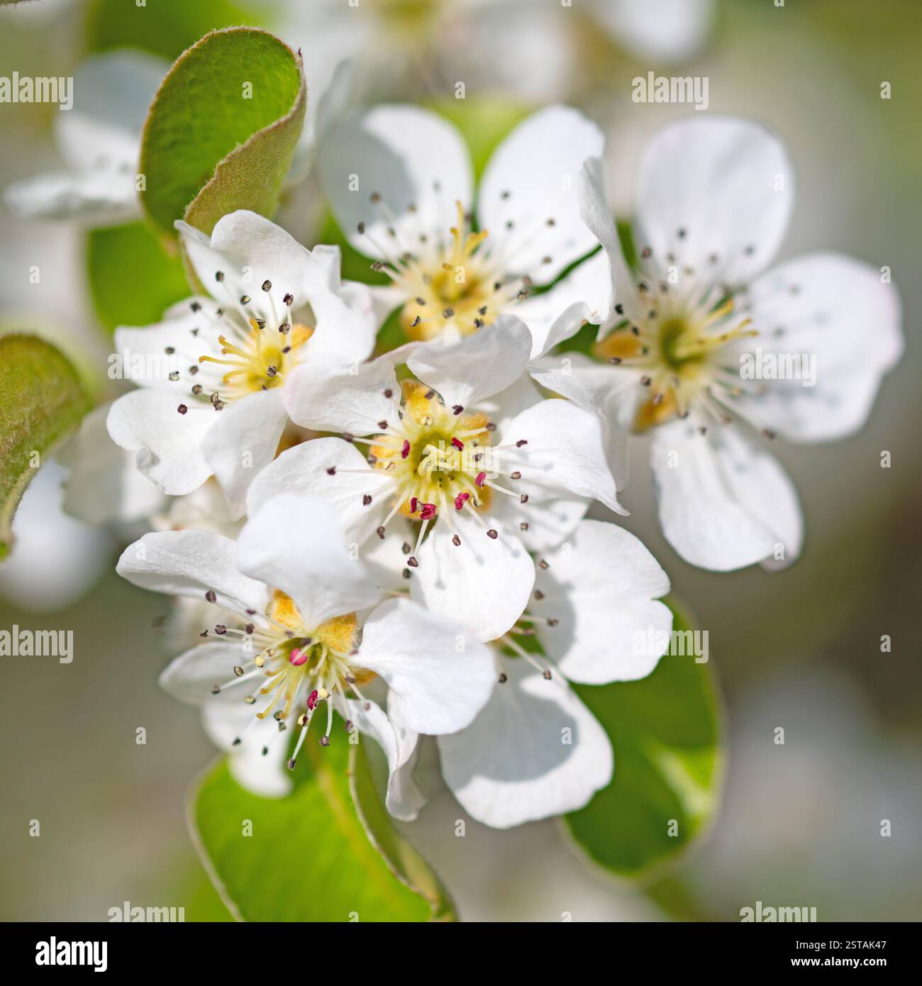Flowering pears, Pyrus, in spring Stock Photo - Alamy