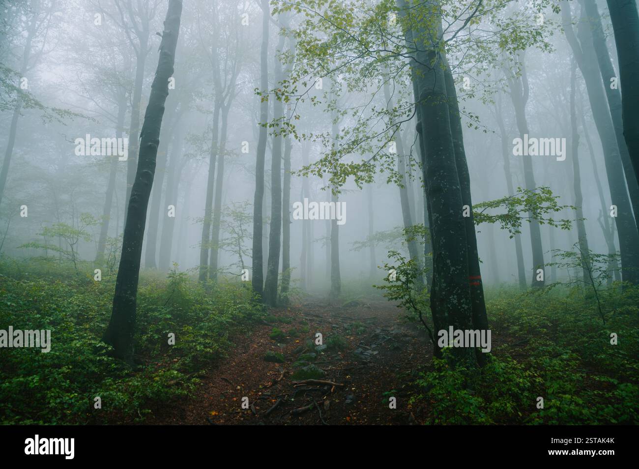 Dark summer green misty forest after the rain Stock Photo - Alamy