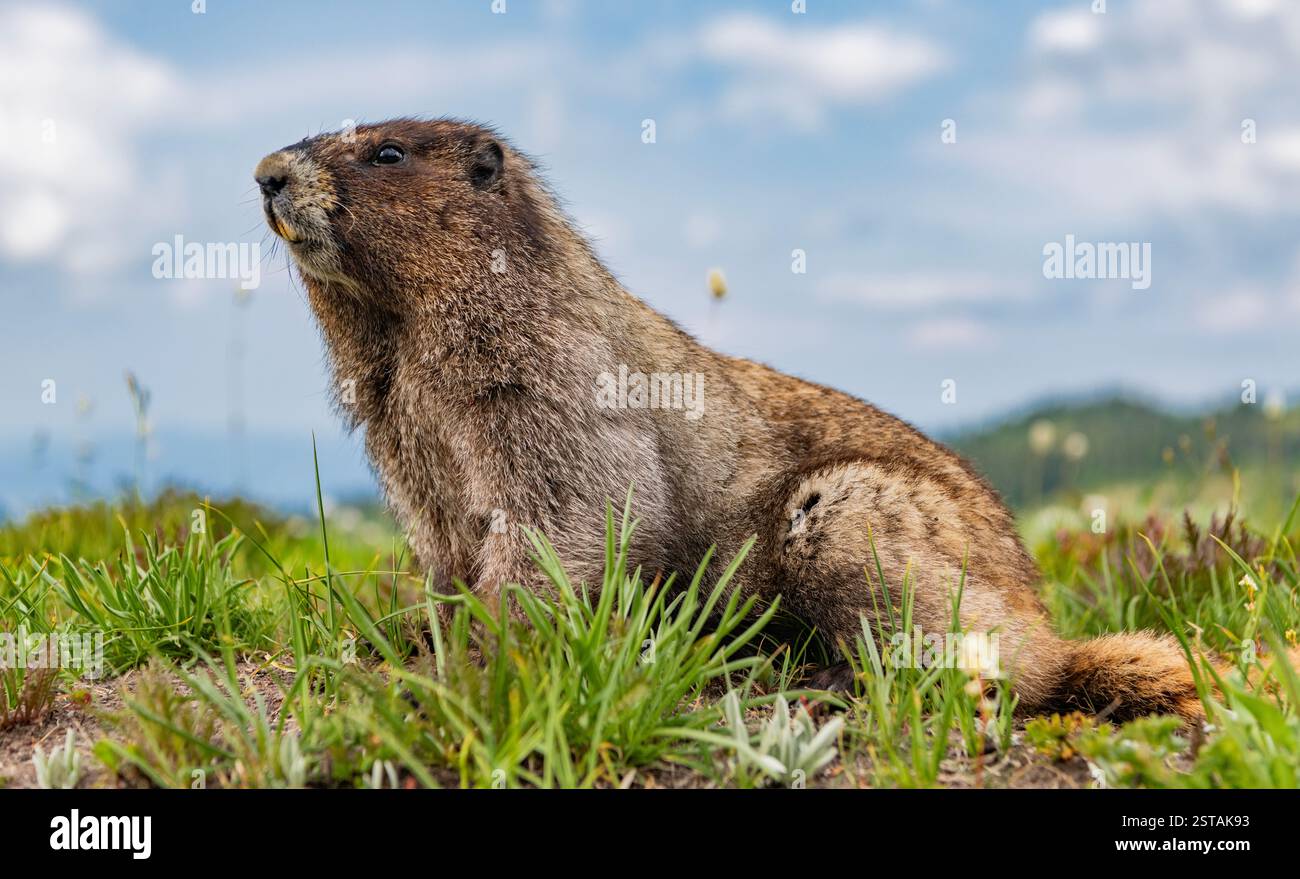 Groundhog on lawn. Rodent animal woodchuck. Rodent marmot animal ...
