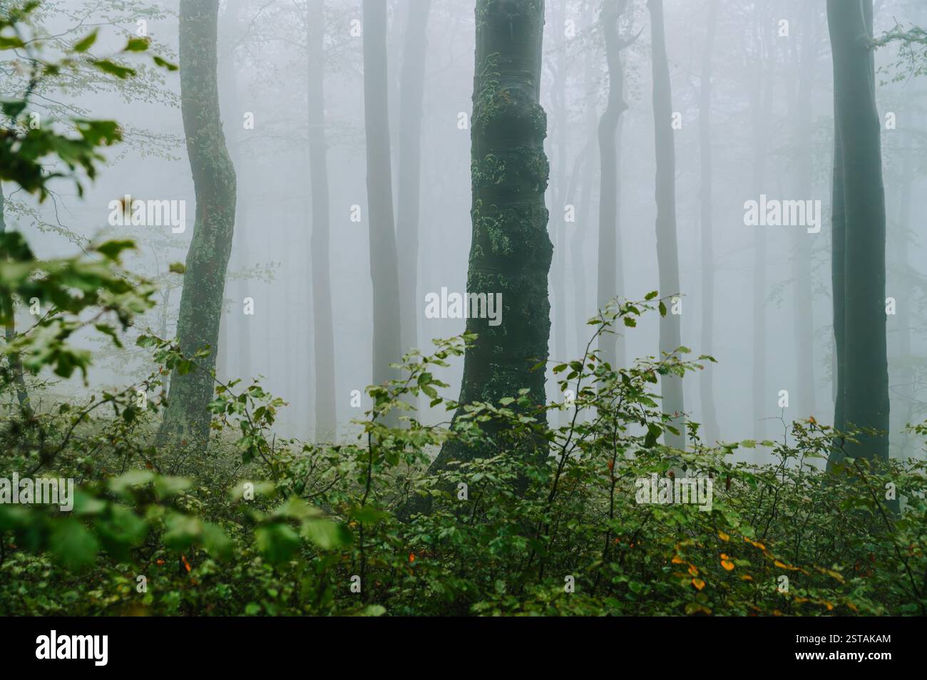Green melancholic misty forest after the rain. Trees hidden in fog ...