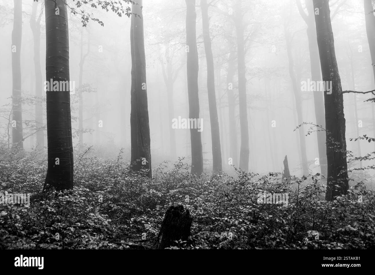 Melancholic misty forest after the rain. Trees hidden in fog ...