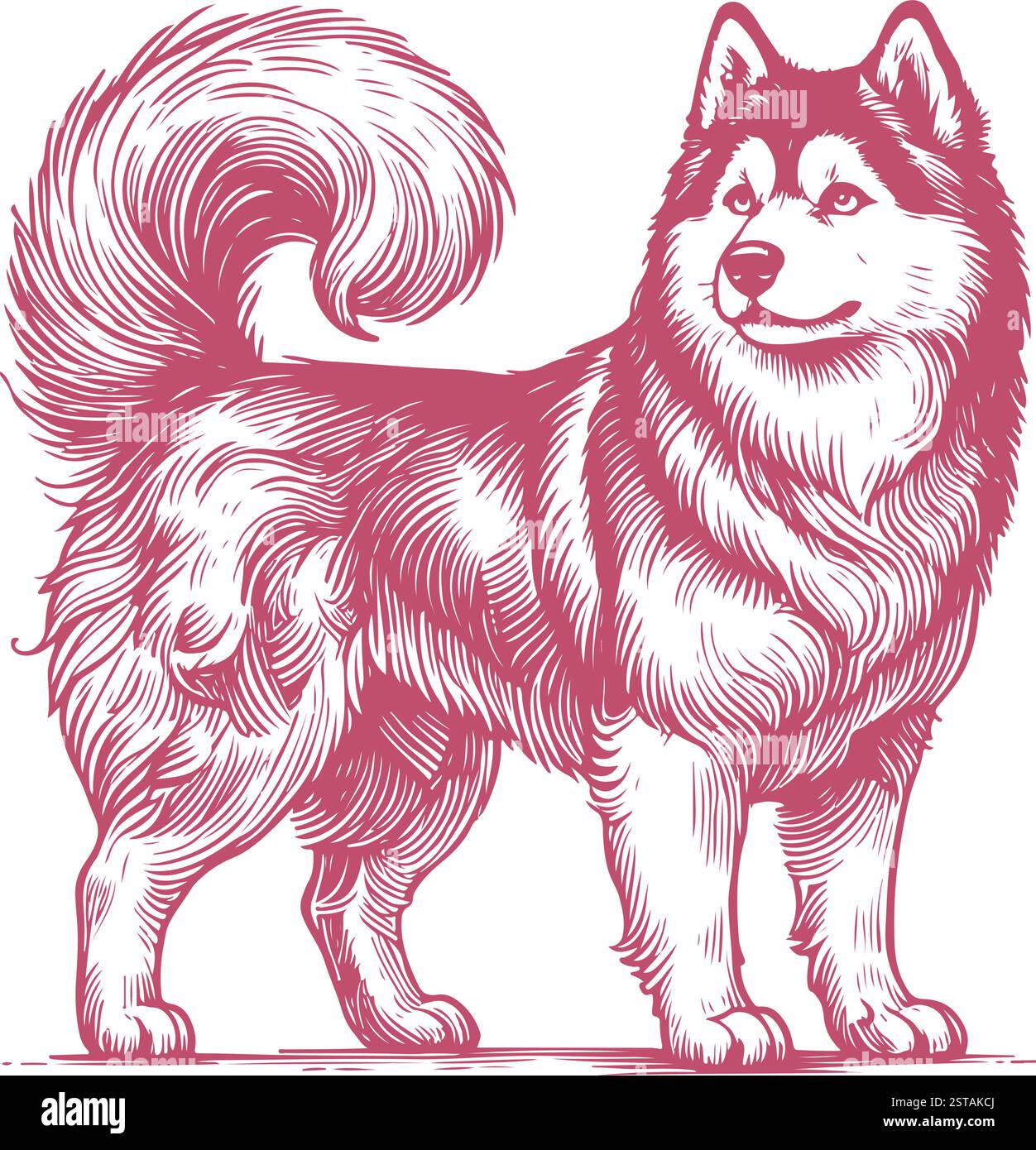 Crimson-colored line artwork showcasing a Siberian Husky in a standing ...