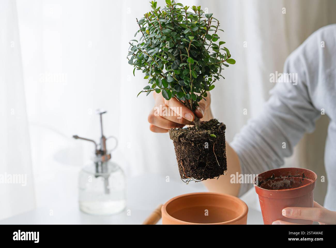 Gardener holding a small myrtle plant with roots and soil, carefully ...