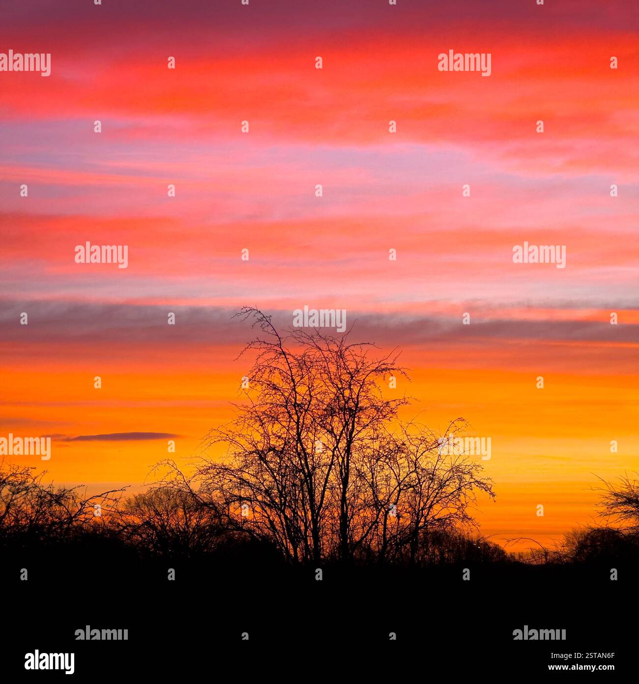 Orange and purple hues of a winter sunset silhouette a native hawthorn ...
