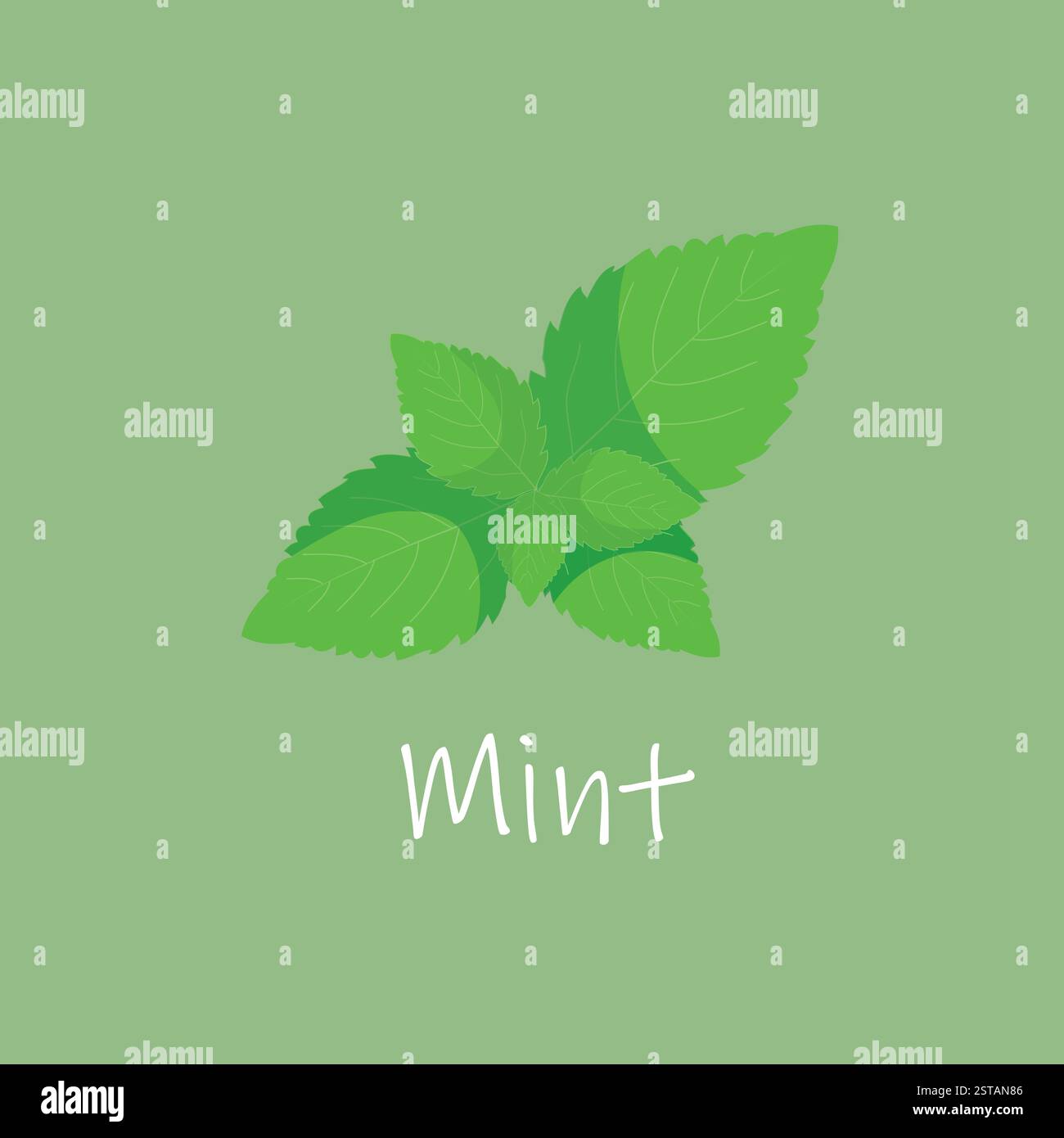 Hand drawn mint leaves isolated on white. Cartoon style vector ...