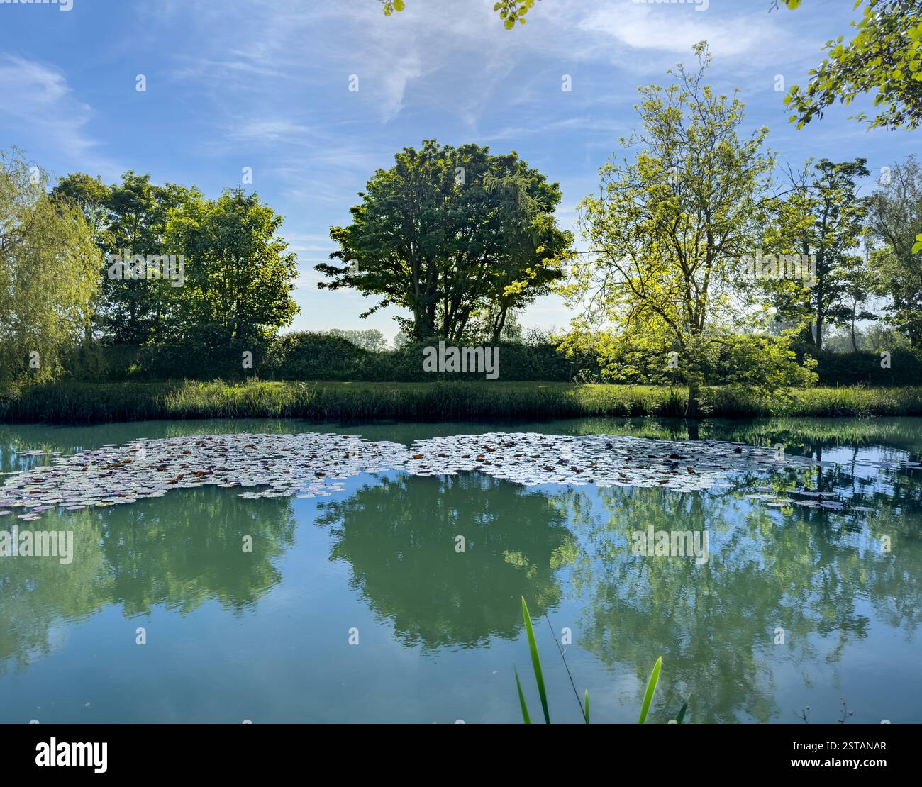 Still green-blue water of a deserted swimming pond with water lilies ...
