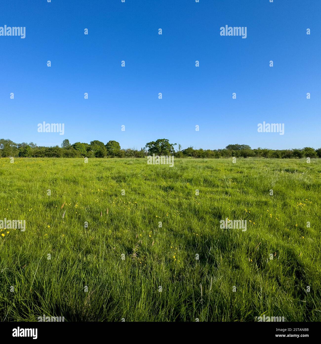 Native hedgerow forms a natural boundary, separating fields from the ...