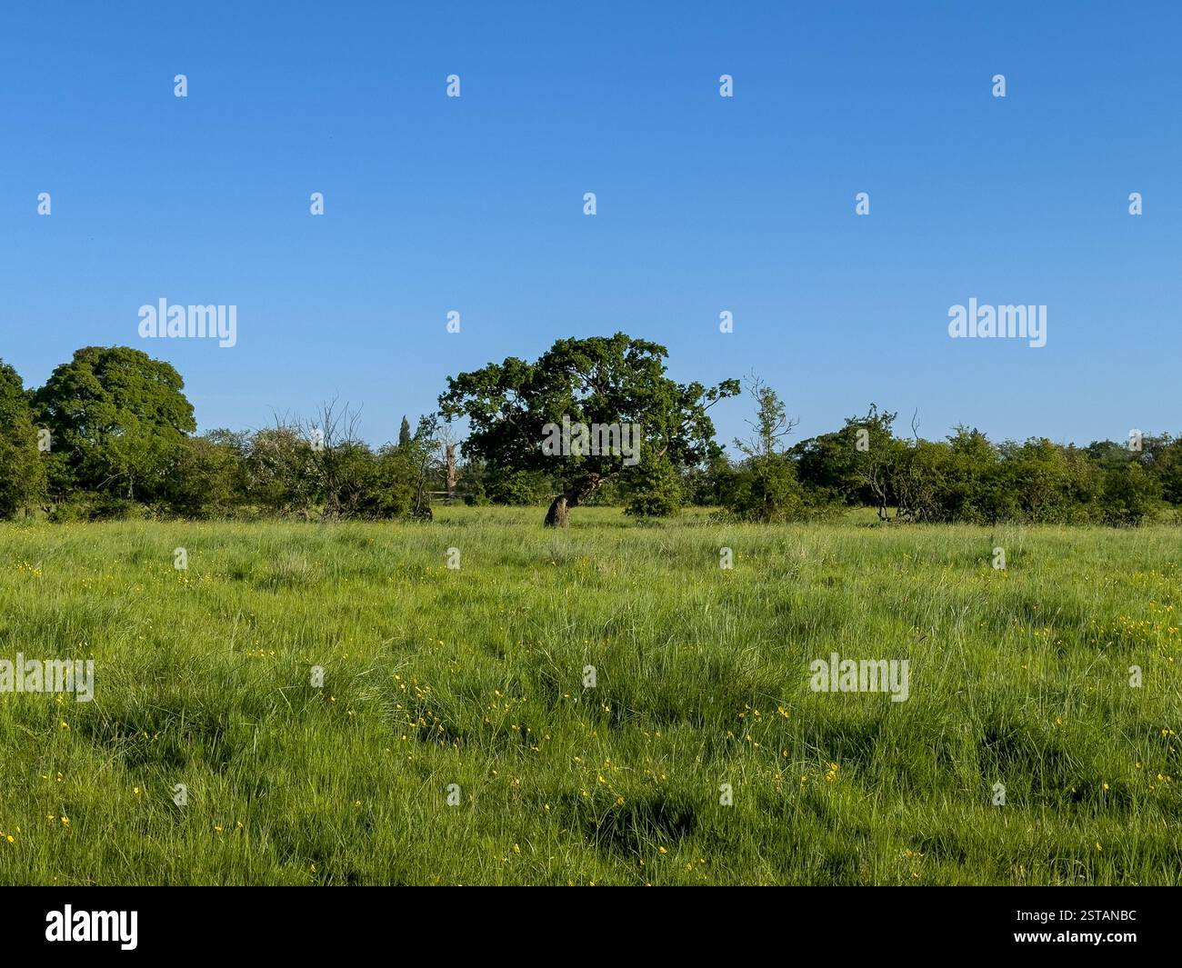 Native hedgerow forms a natural boundary, separating fields from the ...