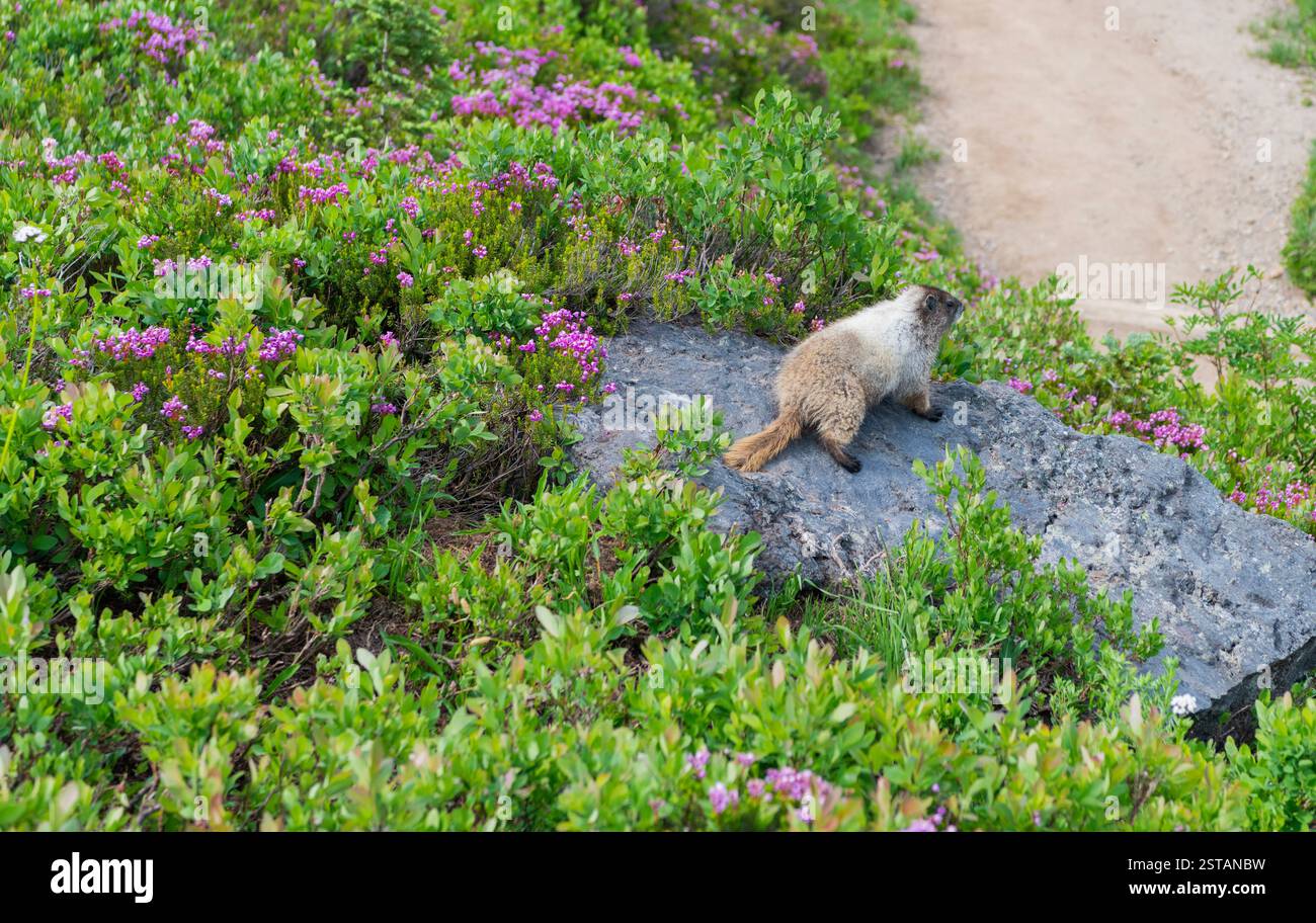 Wildlife nature. Marmot capybara. Marmot wild groundhog. Woodchuck ...