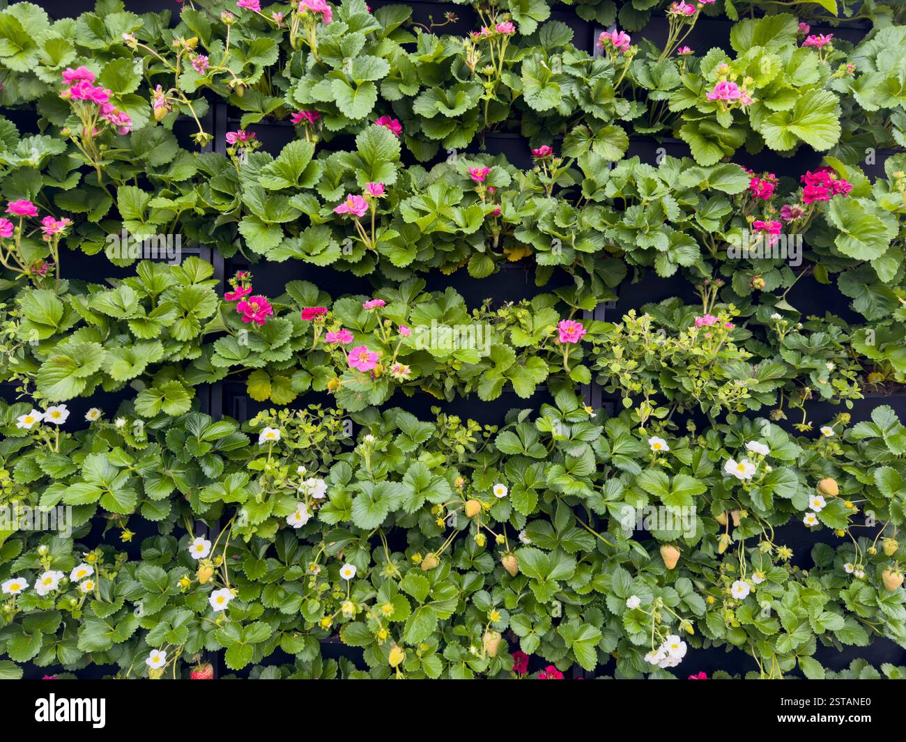Strawberry plants thriving in a vertical garden on a wall in the UK ...