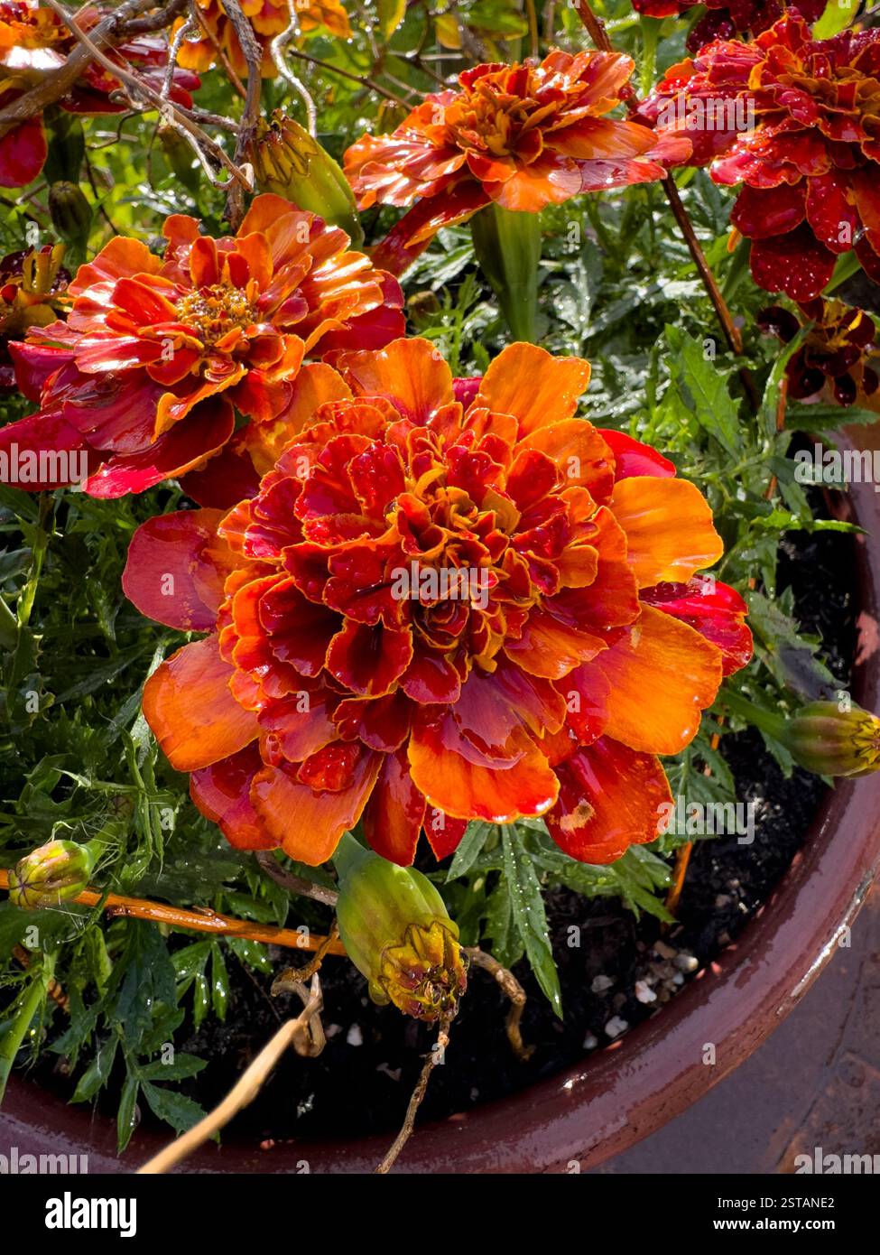 Marigold firebird hi-res stock photography and images - Alamy