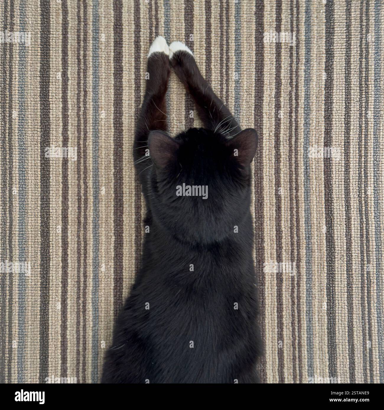 Black cat with white paws hi-res stock photography and images - Alamy