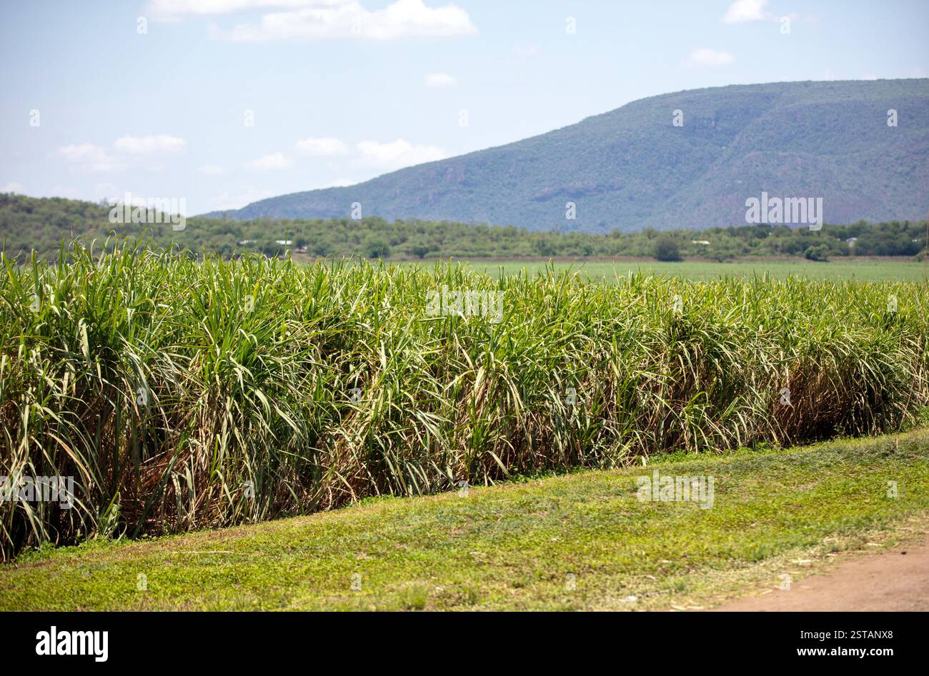 Sugarcane plantation in South Africa, lush, green sugarcane fields ...