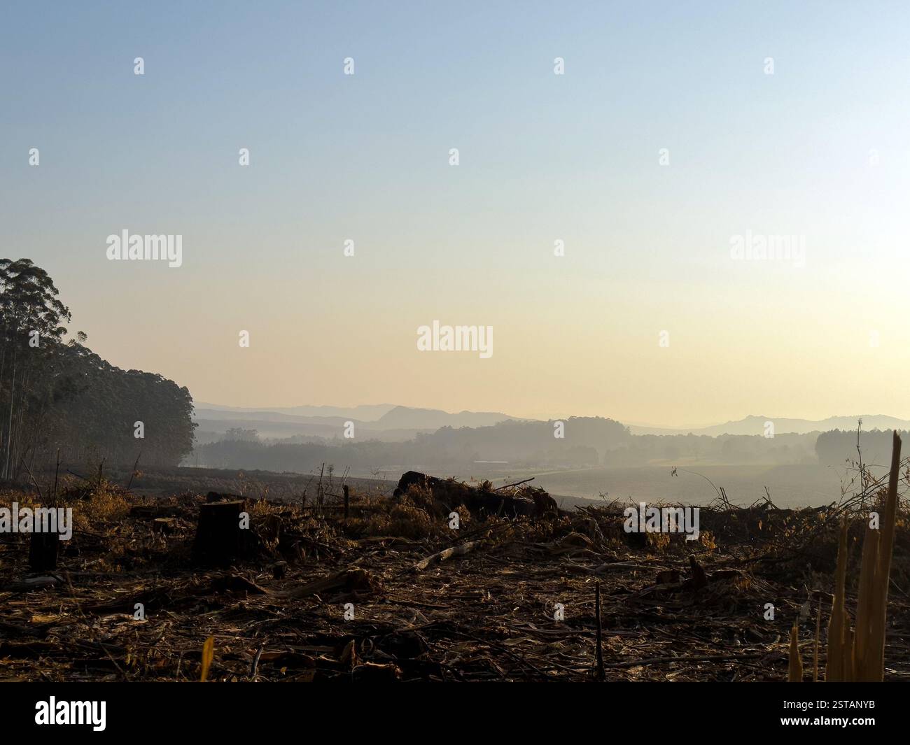 Deforestation in Africa. tree stumps in a barren landscape, sunset sky ...