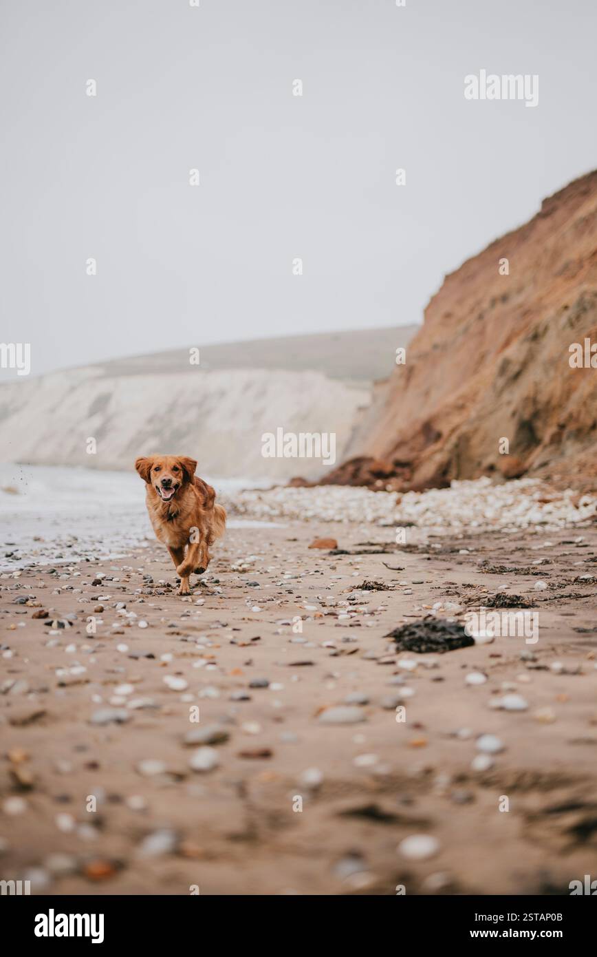 Dog appears enjoying itself hi-res stock photography and images - Alamy