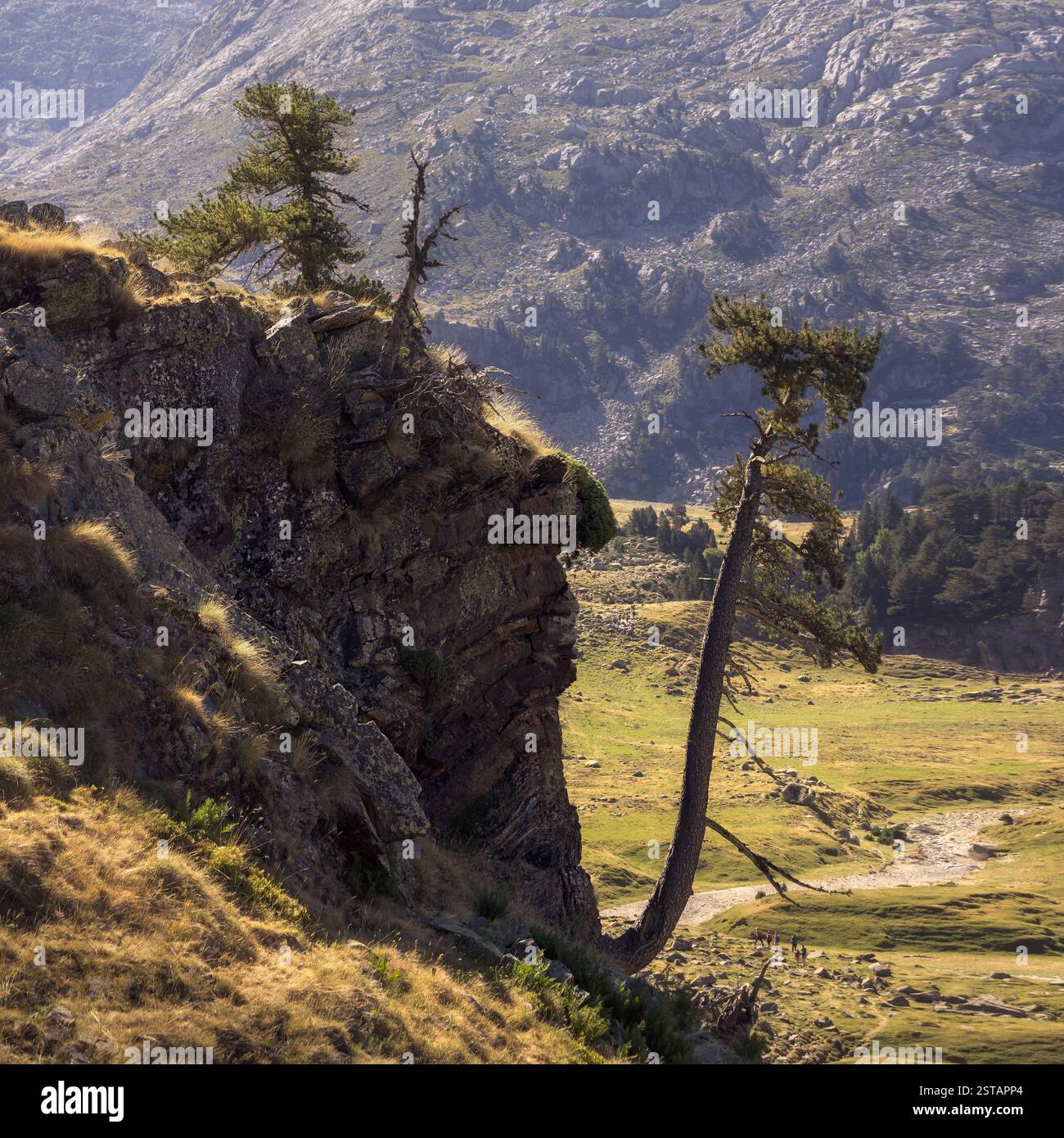 Towering mountains and twisted trees create a breathtaking landscape in ...