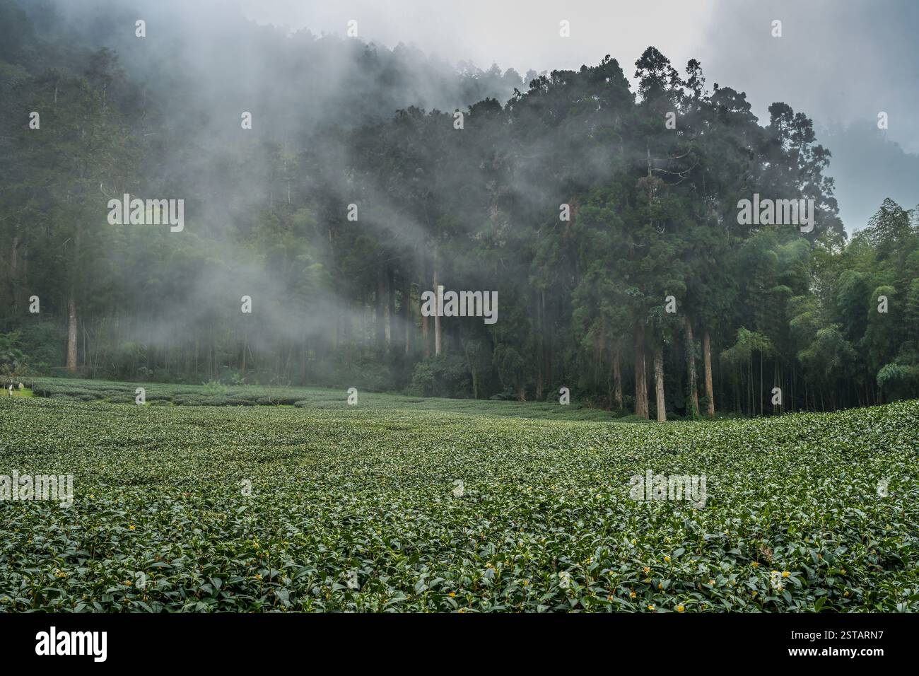 Nebel am Mist-Trail, Tee-Anbau, Terrassen im Zhuqi Township südwestlich ...