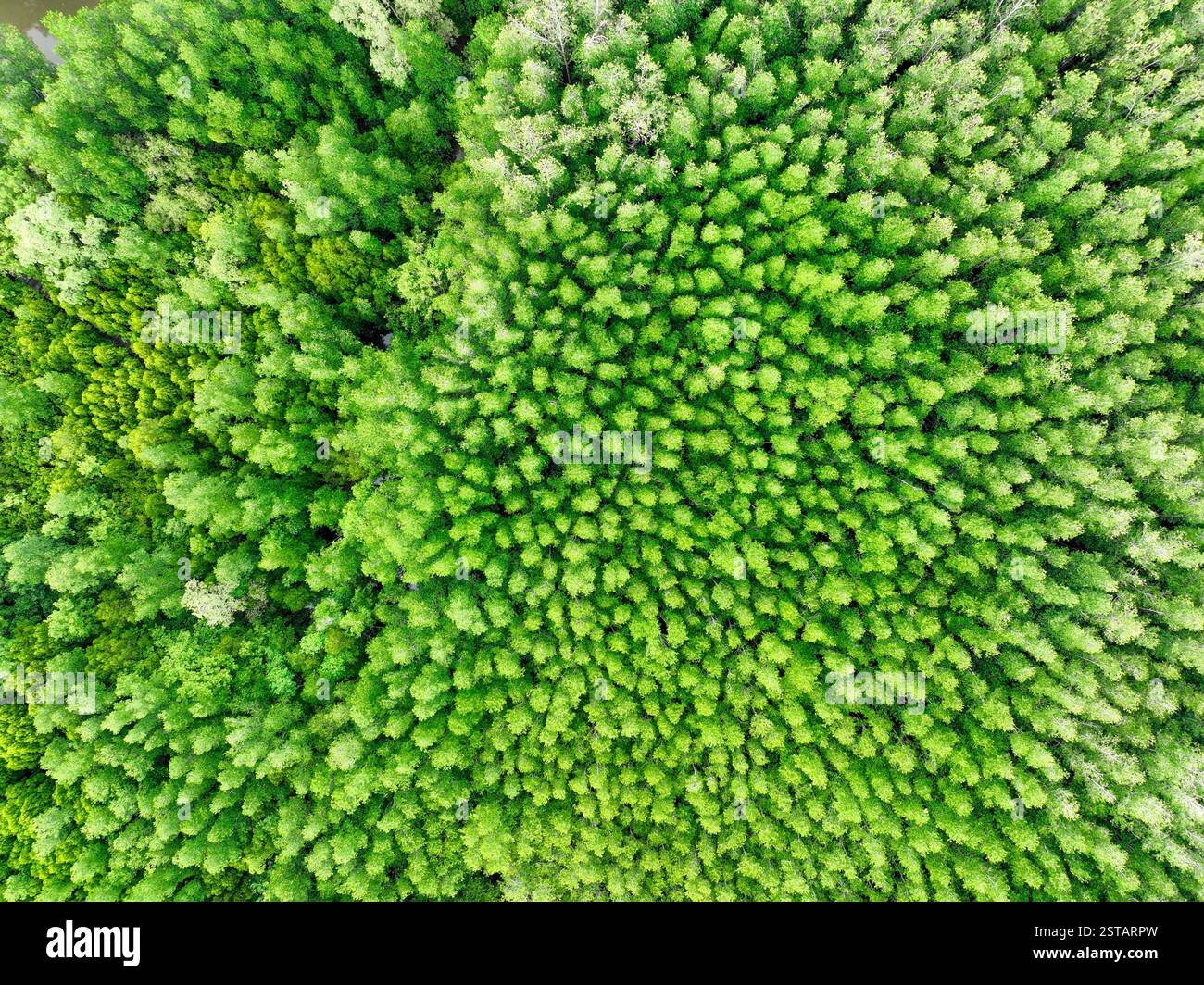 Aerial view mangrove forest ecosystem. Significant economic value in ...