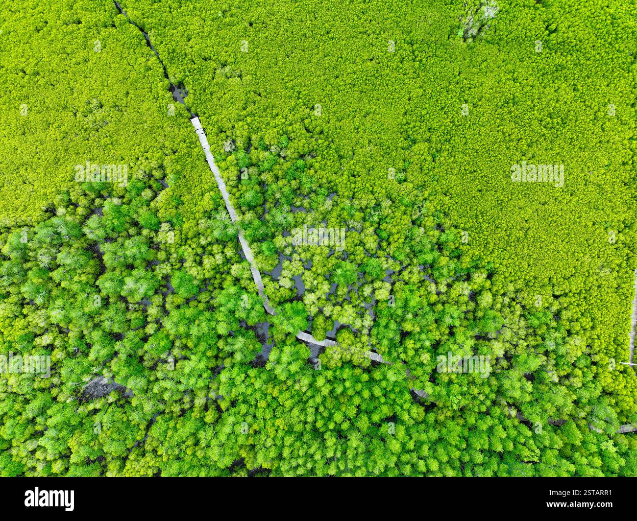 Aerial view lush green mangrove forest. Wooden bridges for natural ...