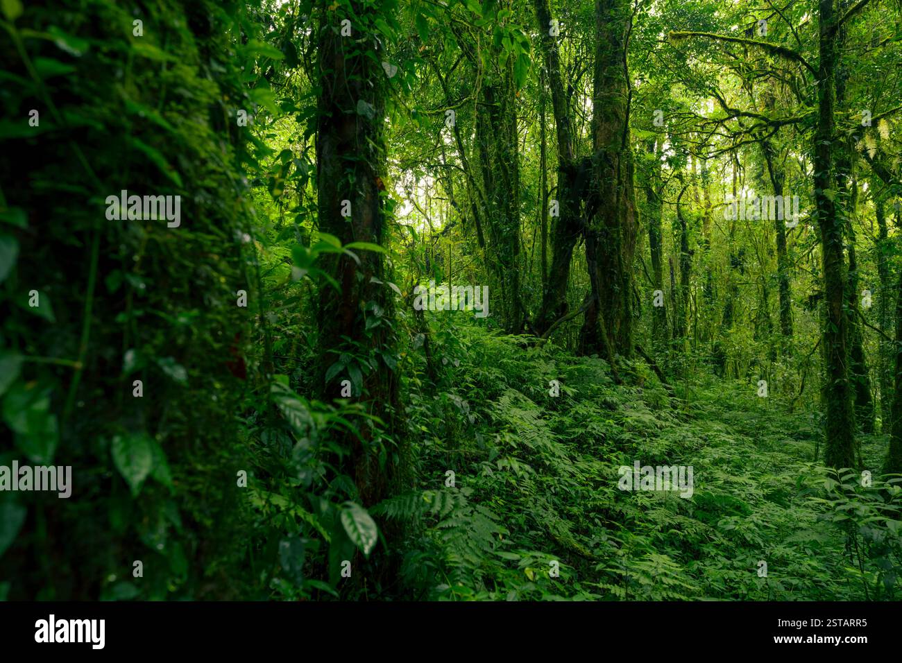 Green tree forest. Carbon credit concept. Natural carbon sink fight ...