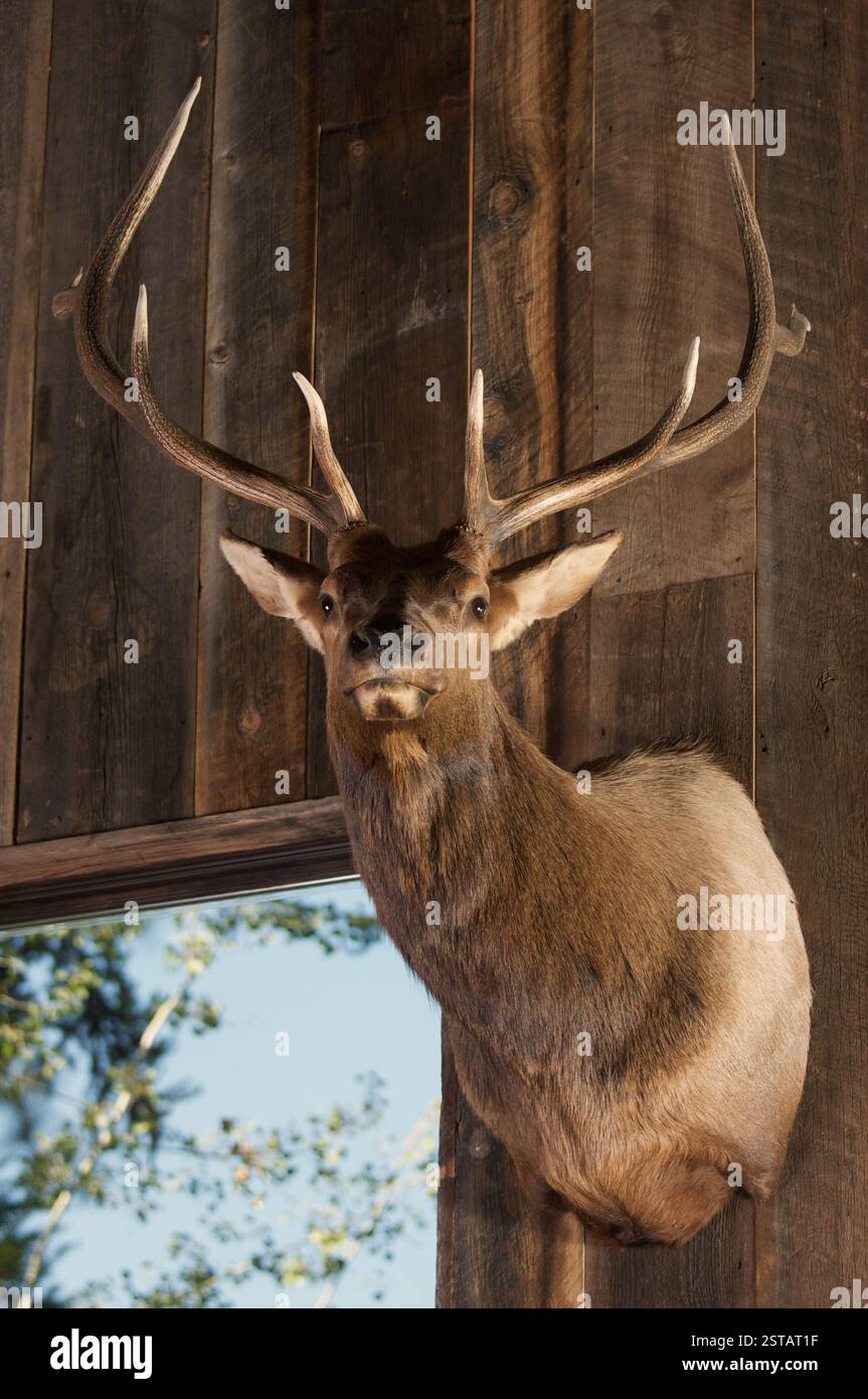 Stag head hi-res stock photography and images - Alamy