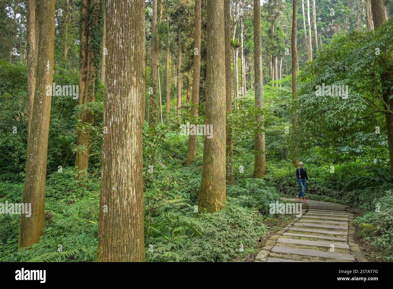 Fenqihu Cedar Boardwalk Trail, Wanderweg im Wald, Japanische Zeder ...