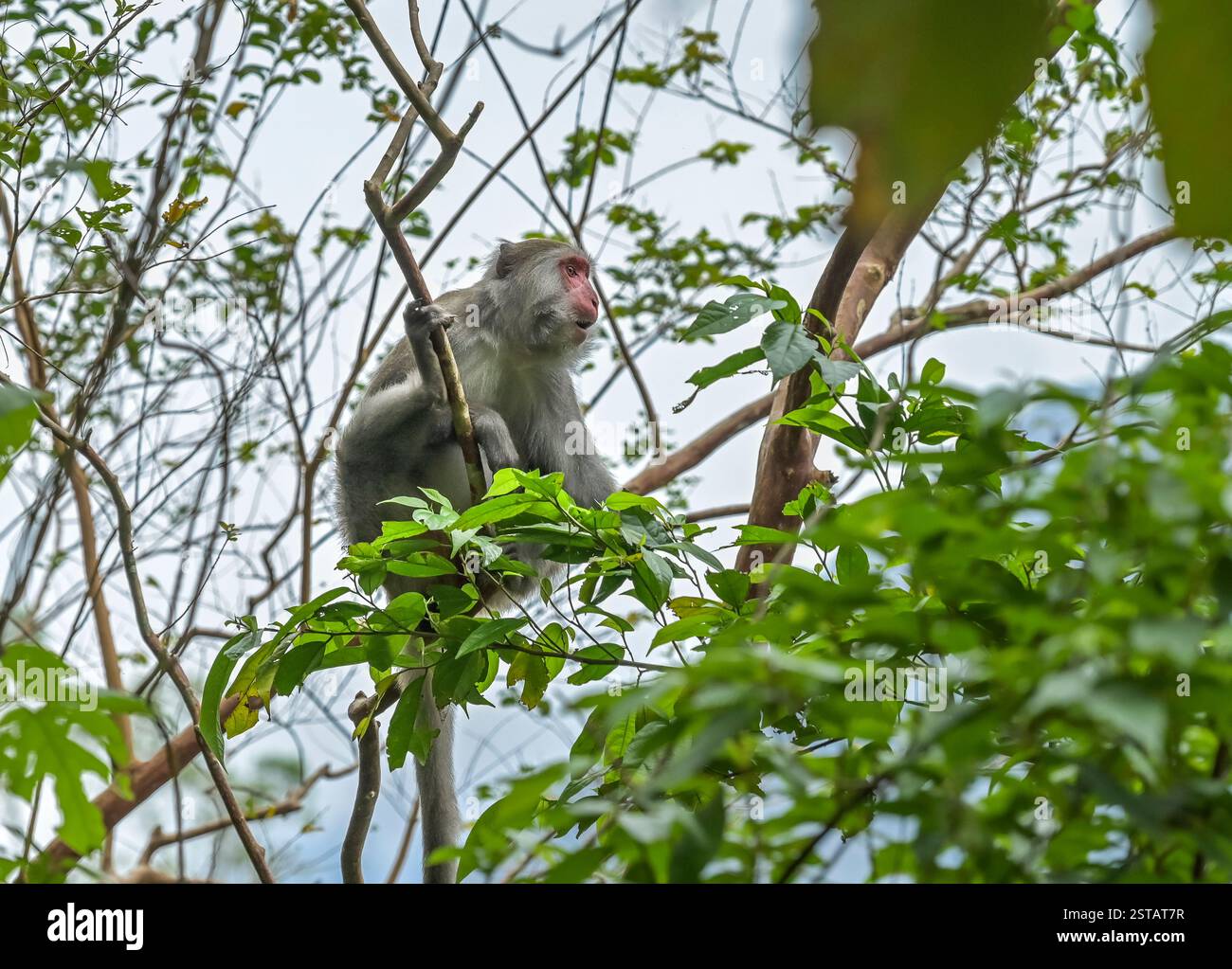 Affe, Formosa-Makak im Waldgebiet Chinan National Forest Recreation ...