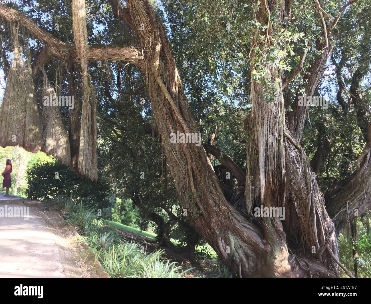 Tree with long, hanging vines, covered in moss or lichen. Peaceful ...
