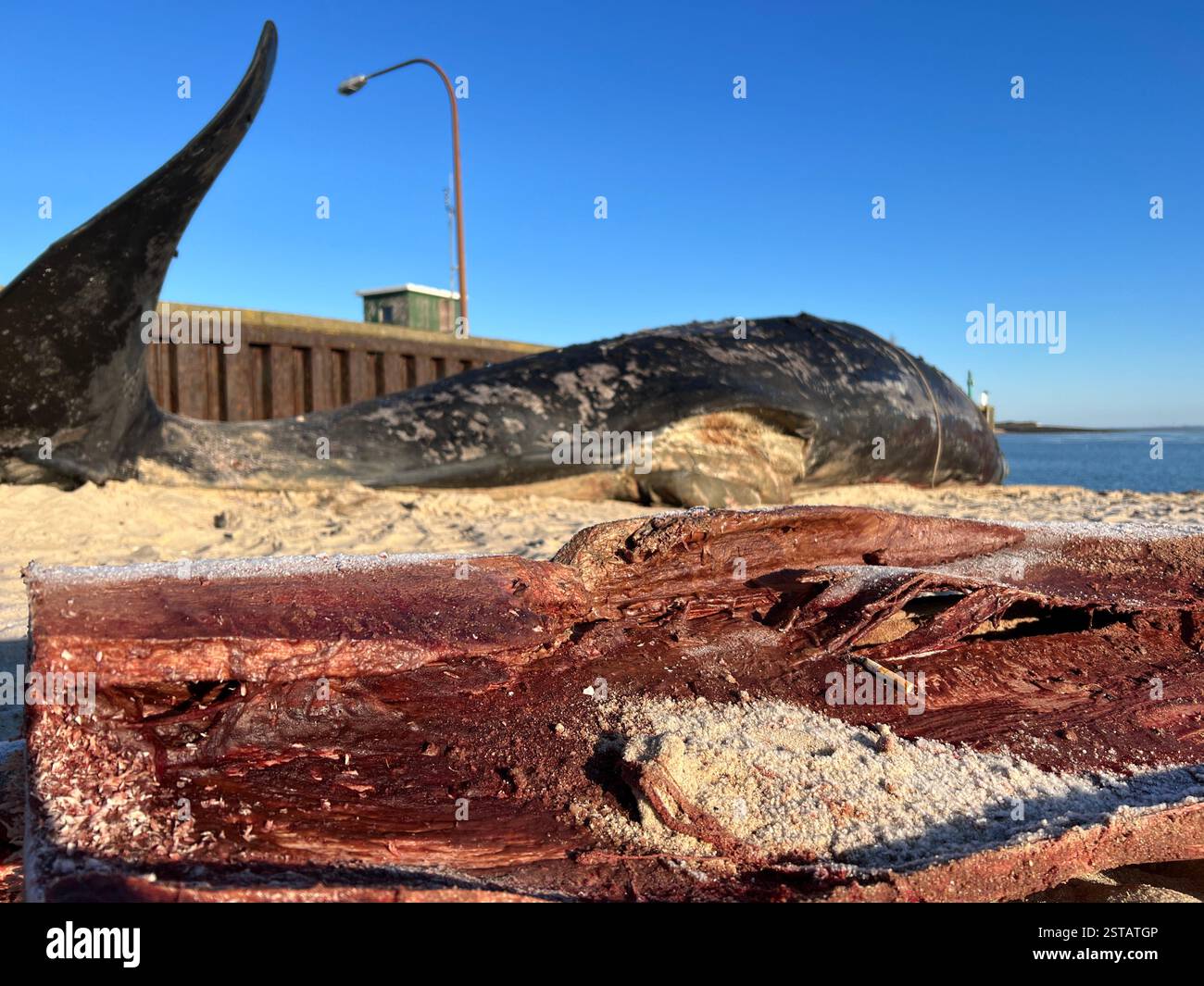 18 February 2025, Schleswig-Holstein, Hörnum: The sperm whale carcass ...
